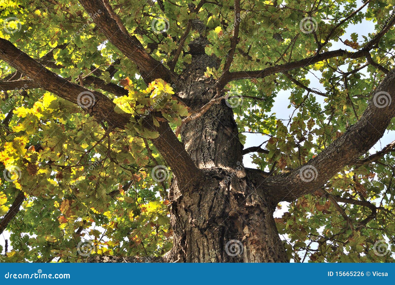 Trunk of old oak tree stock photo. Image of gnarled, rugged - 15665226