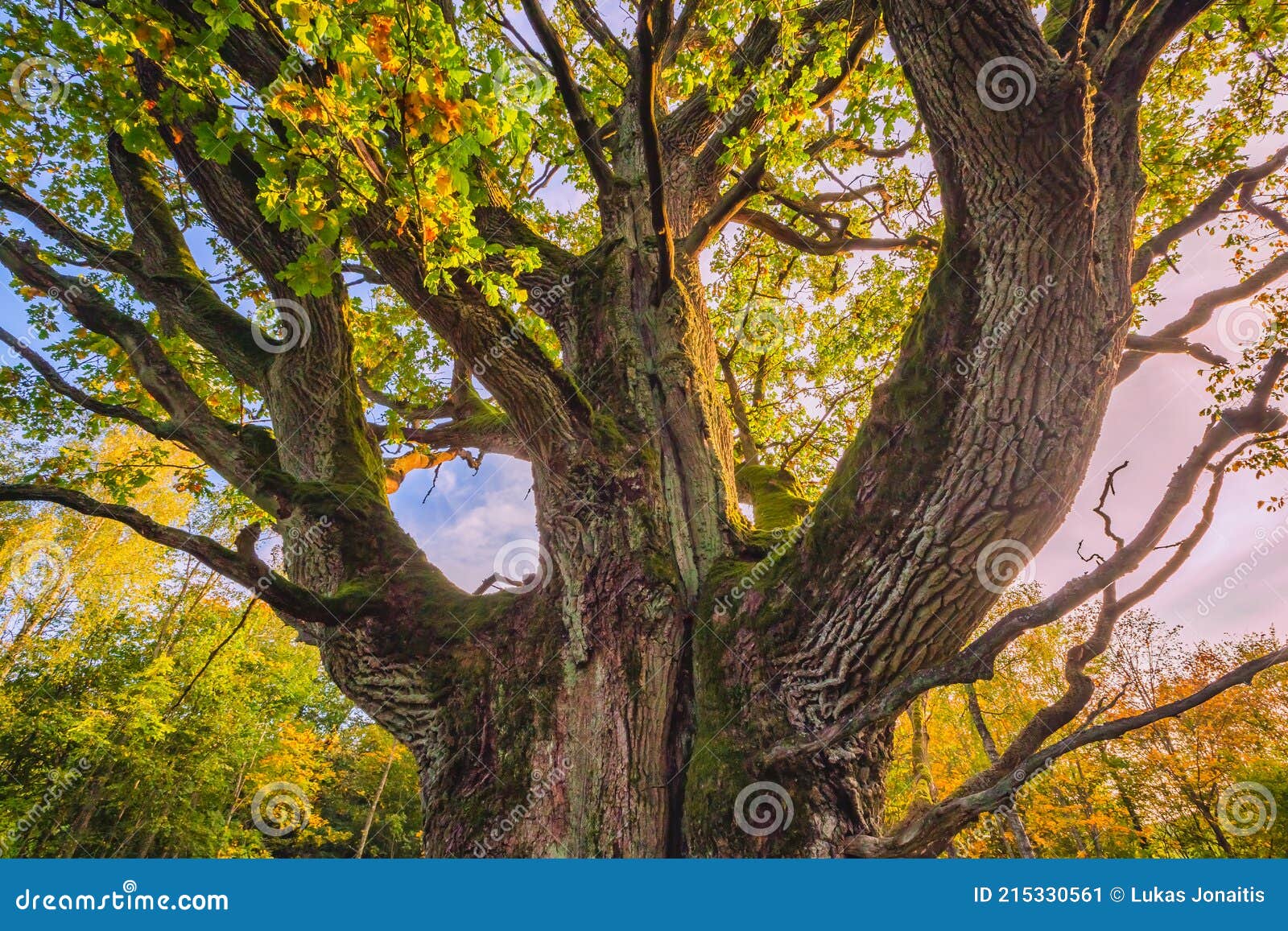 The Trunk of Old Oak Tree, Evening Light Stock Image - Image of forest ...