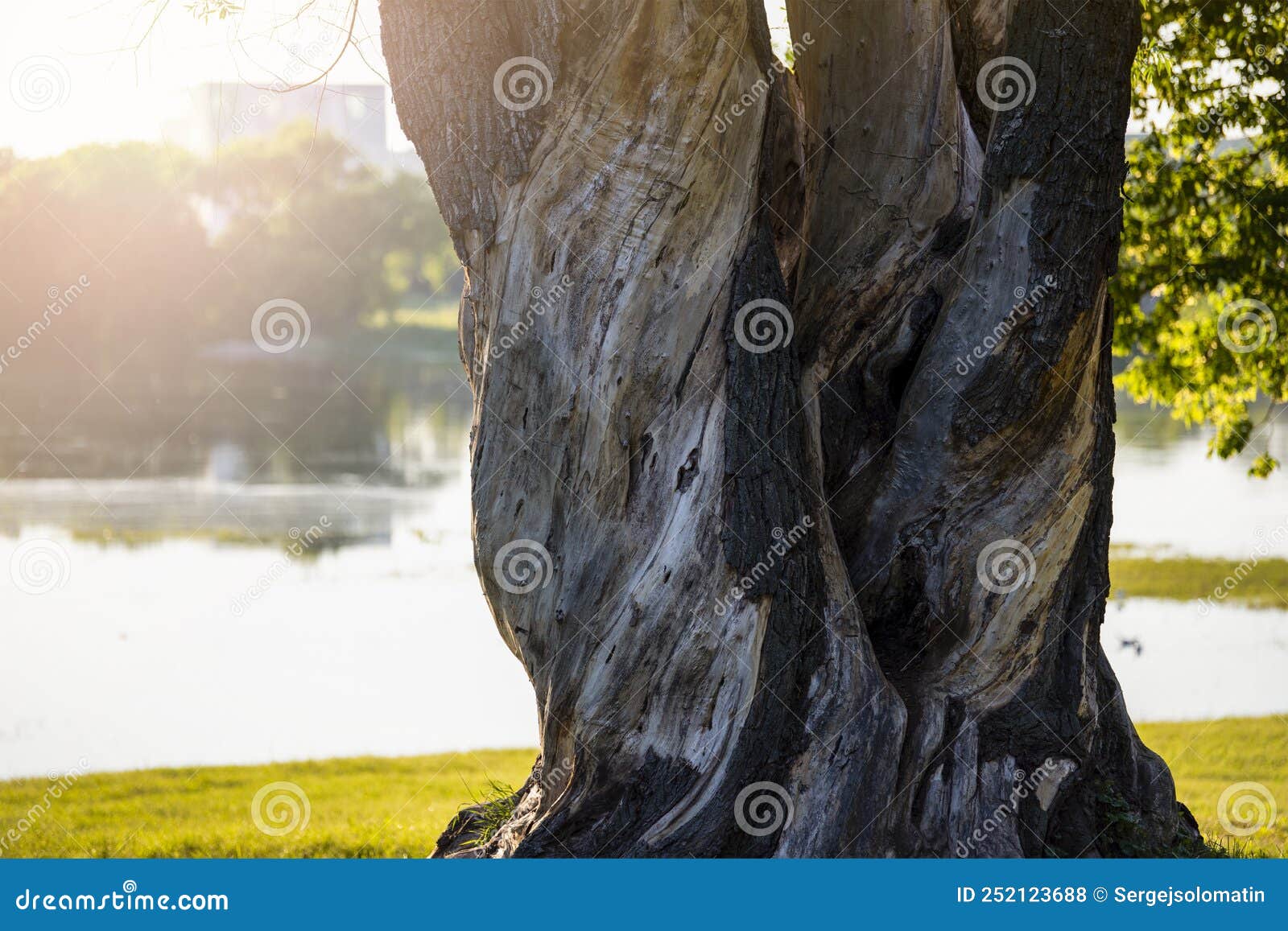 The Trunk of an Old Oak Tree. a Large Old Tree with Cracked Bark Stock ...