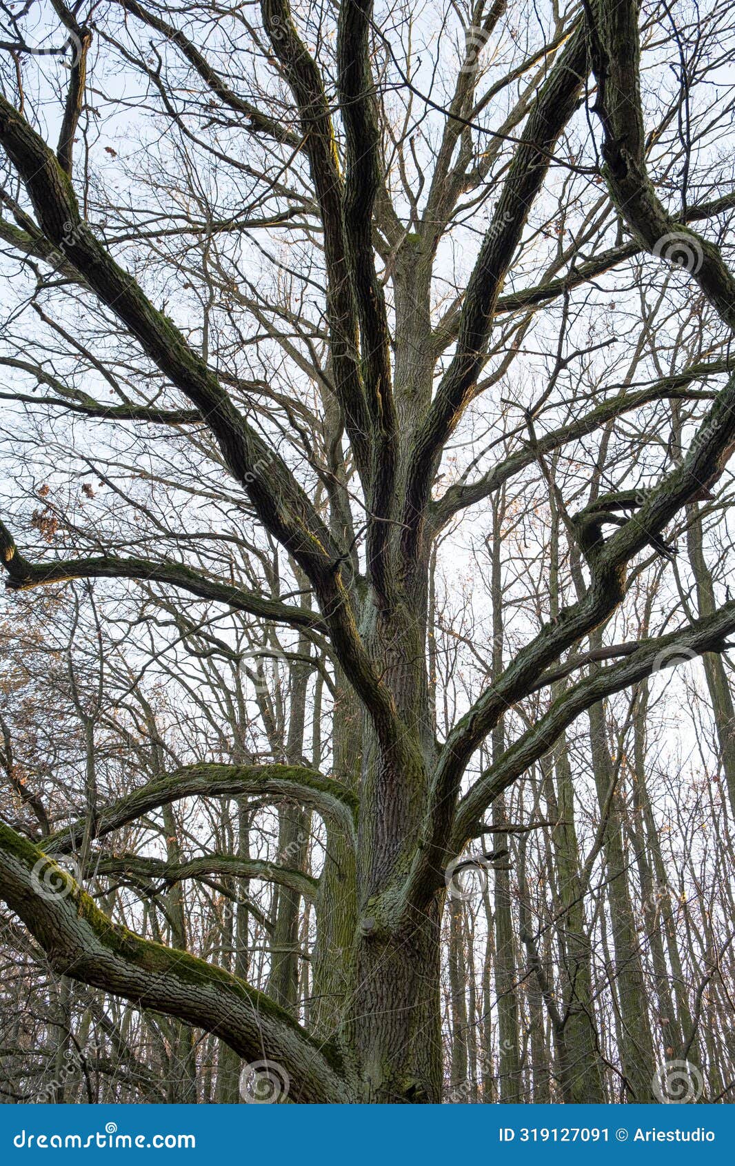 Trunk of an Old Oak Tree without Leaves in the Forest. Winter Season ...