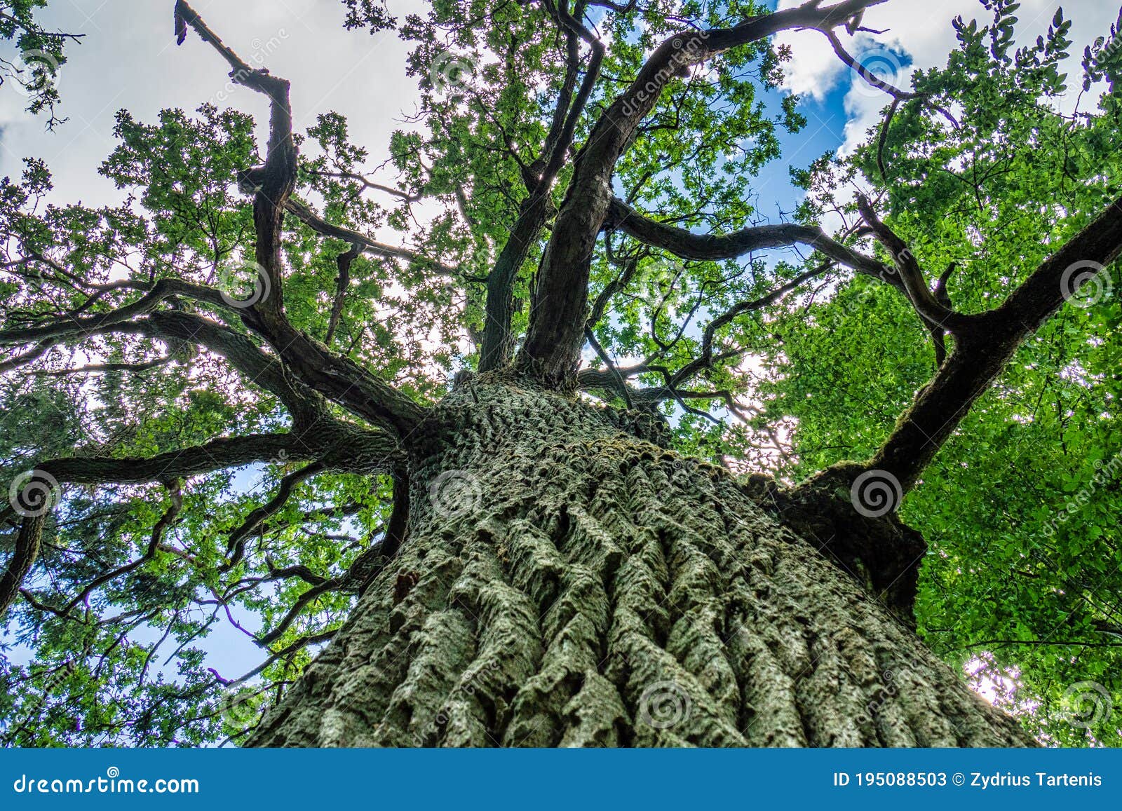 The Trunk of an Old Oak Tree. Lower Angle Stock Image - Image of ...