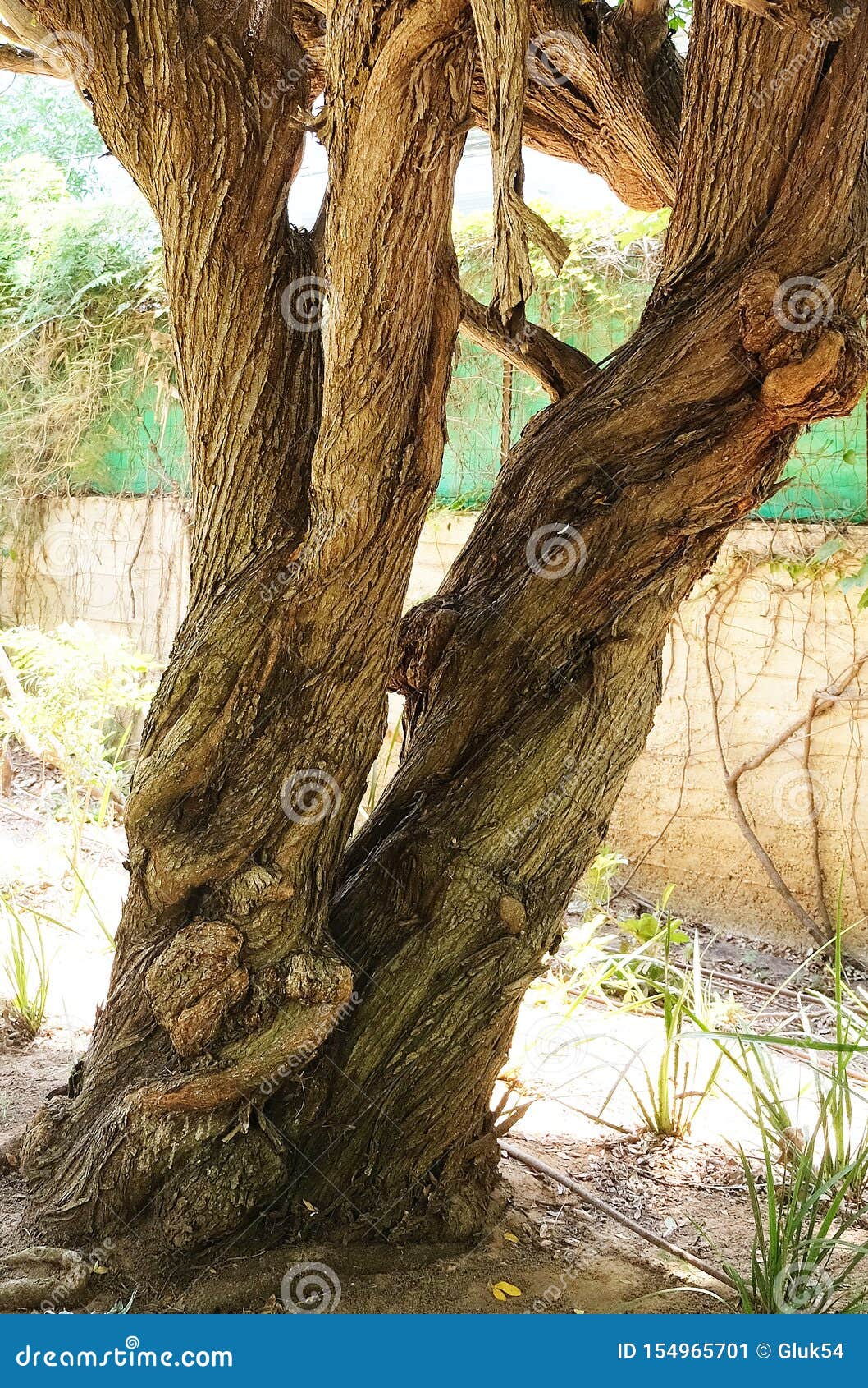 The Trunk of an Old Olive Tree, the Bark of Which Forms Unusual ...
