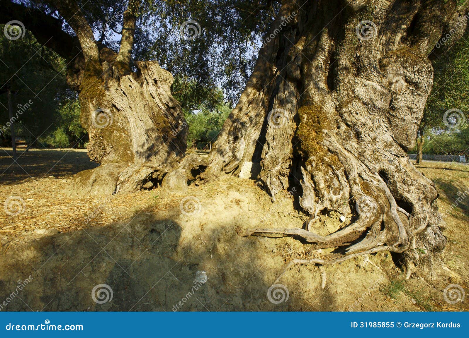 Trunk of old olive tree stock image. Image of trunk, zakynthos - 31985855
