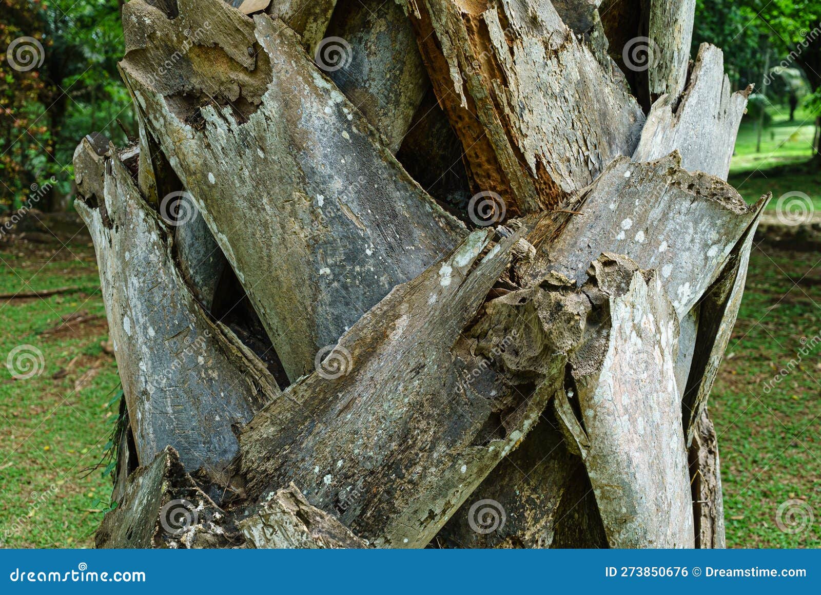 The Trunk of an Old Palm Tree with Rough Chopped Branches Stock Photo ...