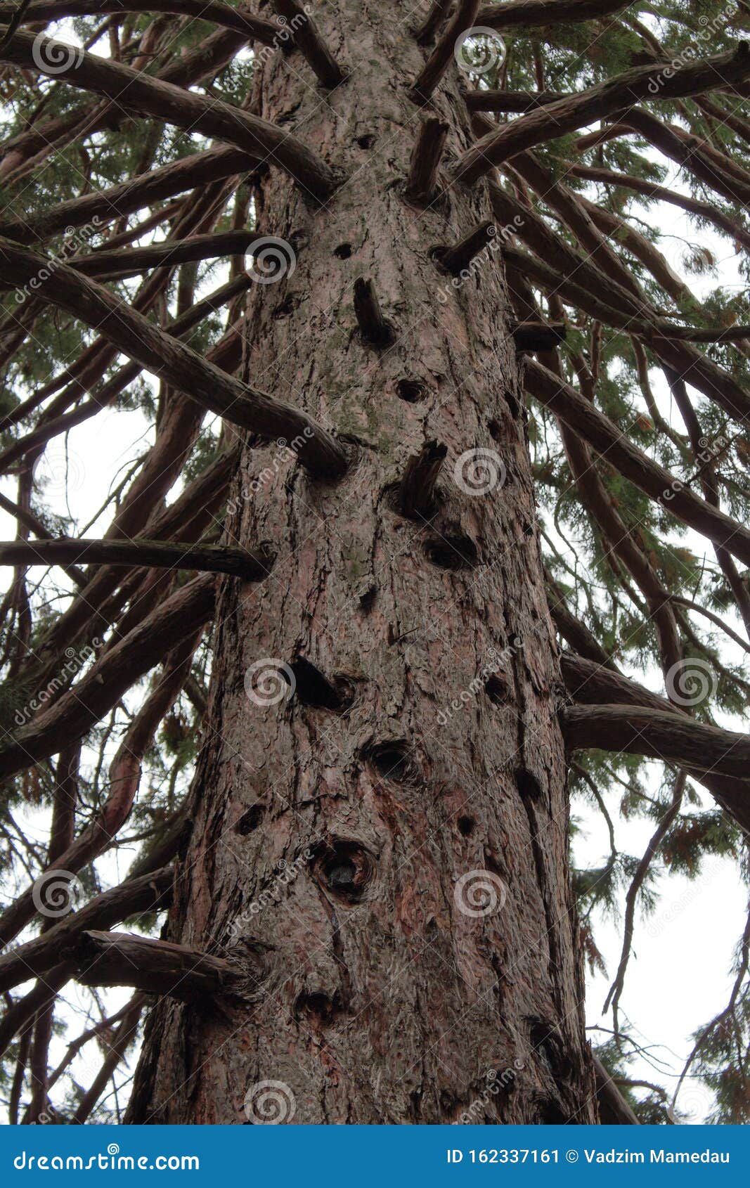 Trunk of an Old Pine Tree Branches Vertically Stock Image - Image of ...