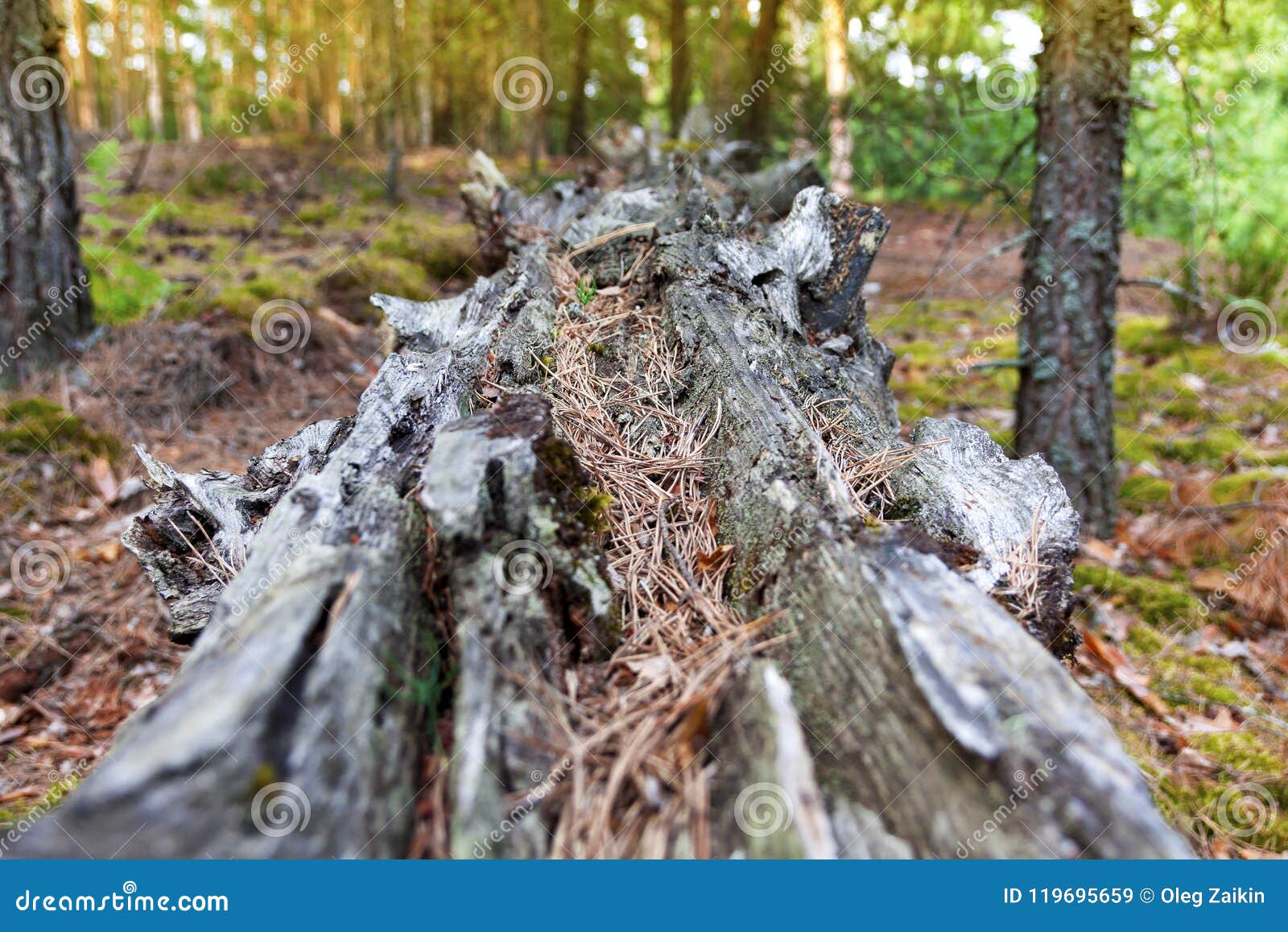 The Trunk of the Old Pine Tree Lying on the Ground Stock Image - Image ...