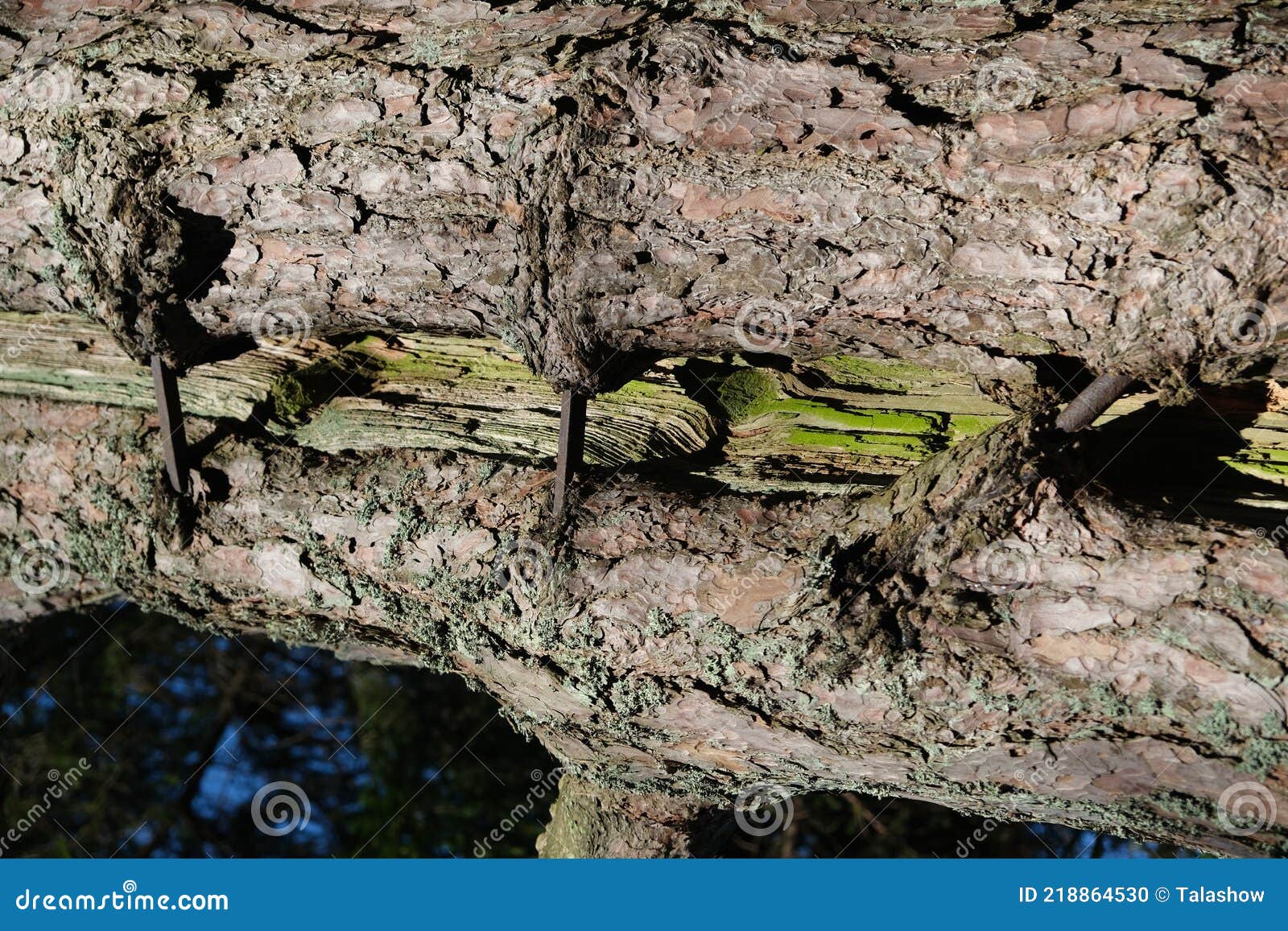 Trunk of an Old Pine Tree is Sewn with Iron Rusty Staples Stock Photo ...