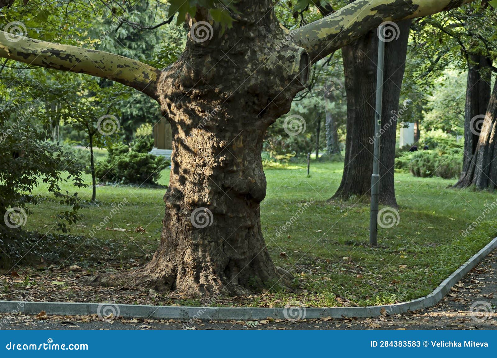 Trunk of an Old Plan? or Sycamore Tree with Rough Bark in Summer Stock ...