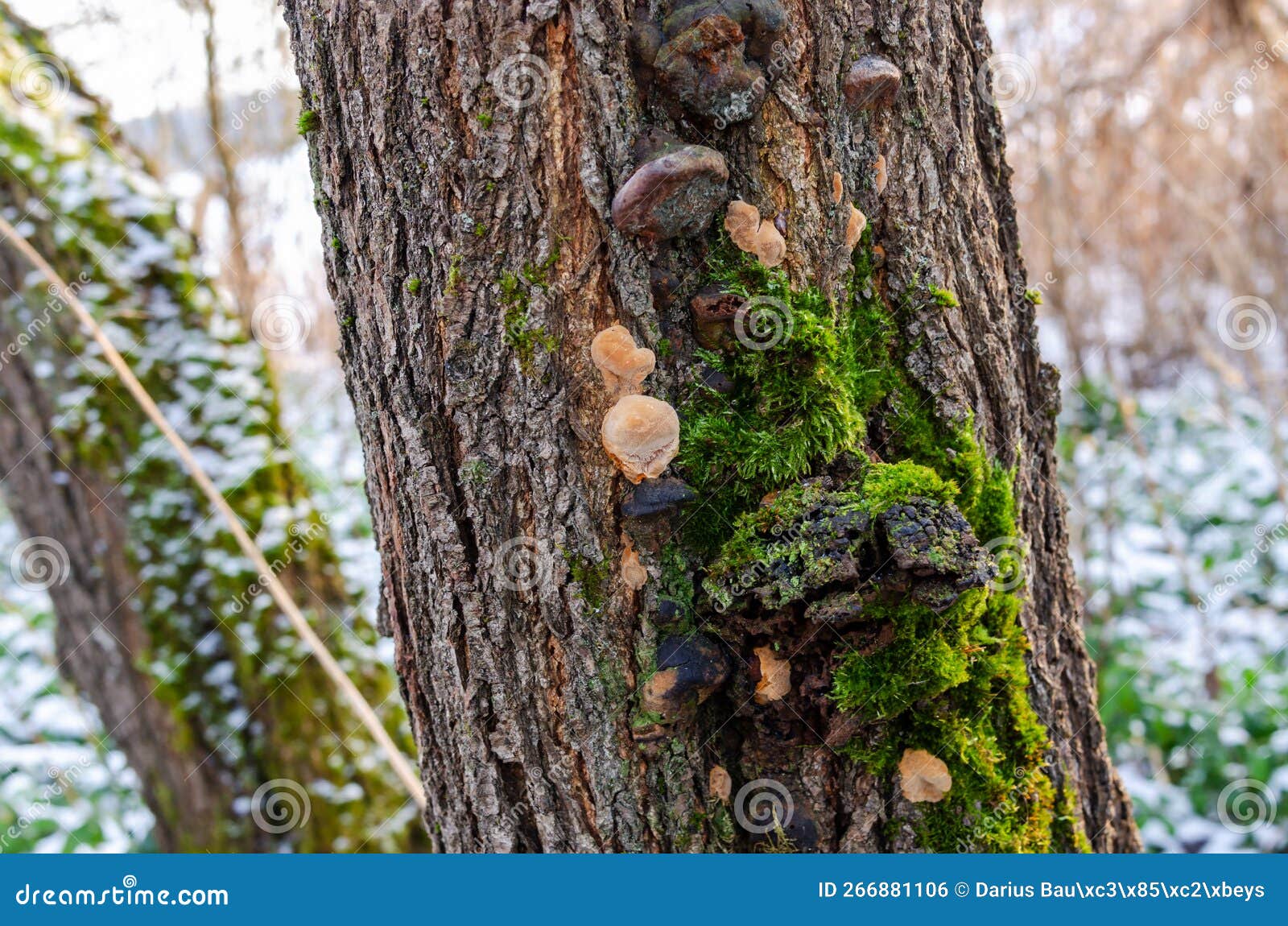 The Trunk of an Old Plum Tree is Covered with Moss and Lichen Stock ...