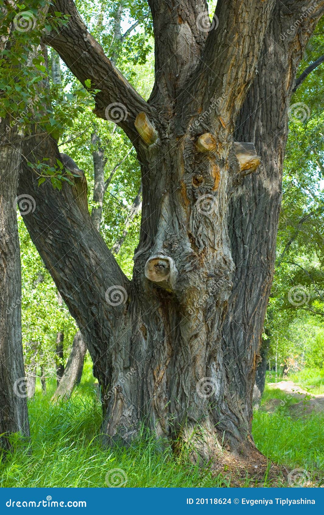 Trunk of an Old Poplar Trees Stock Photo - Image of landscape, grand ...