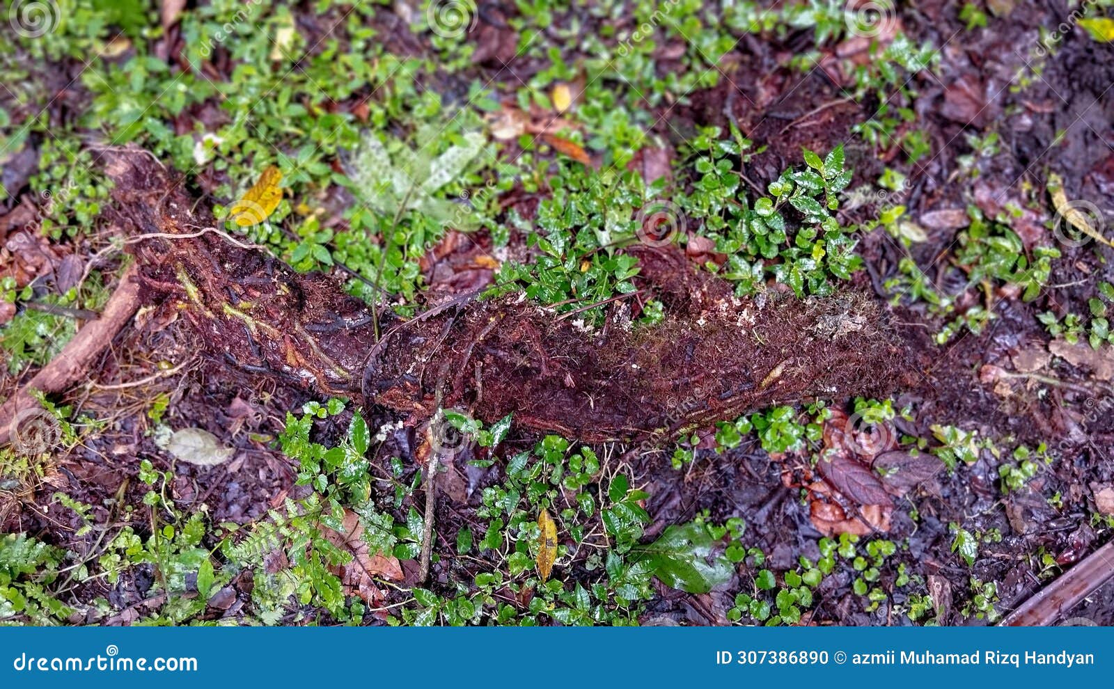The Trunk of an Old Rotten Tree Has Wild Plants Growing Around it Stock ...