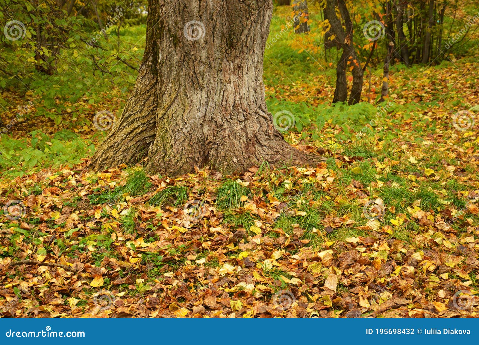 Strong Tree Royalty-Free Stock Photography | CartoonDealer.com #70592171