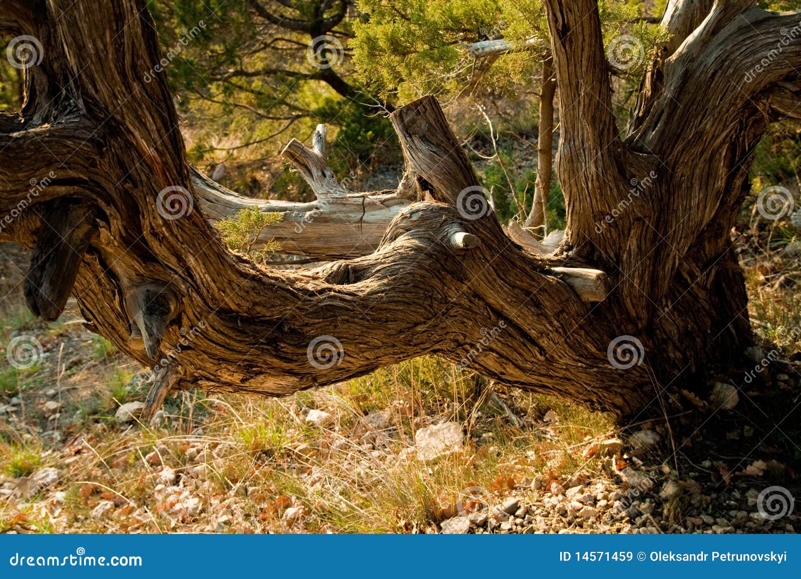 The trunk of an old tree stock image. Image of background - 14571459