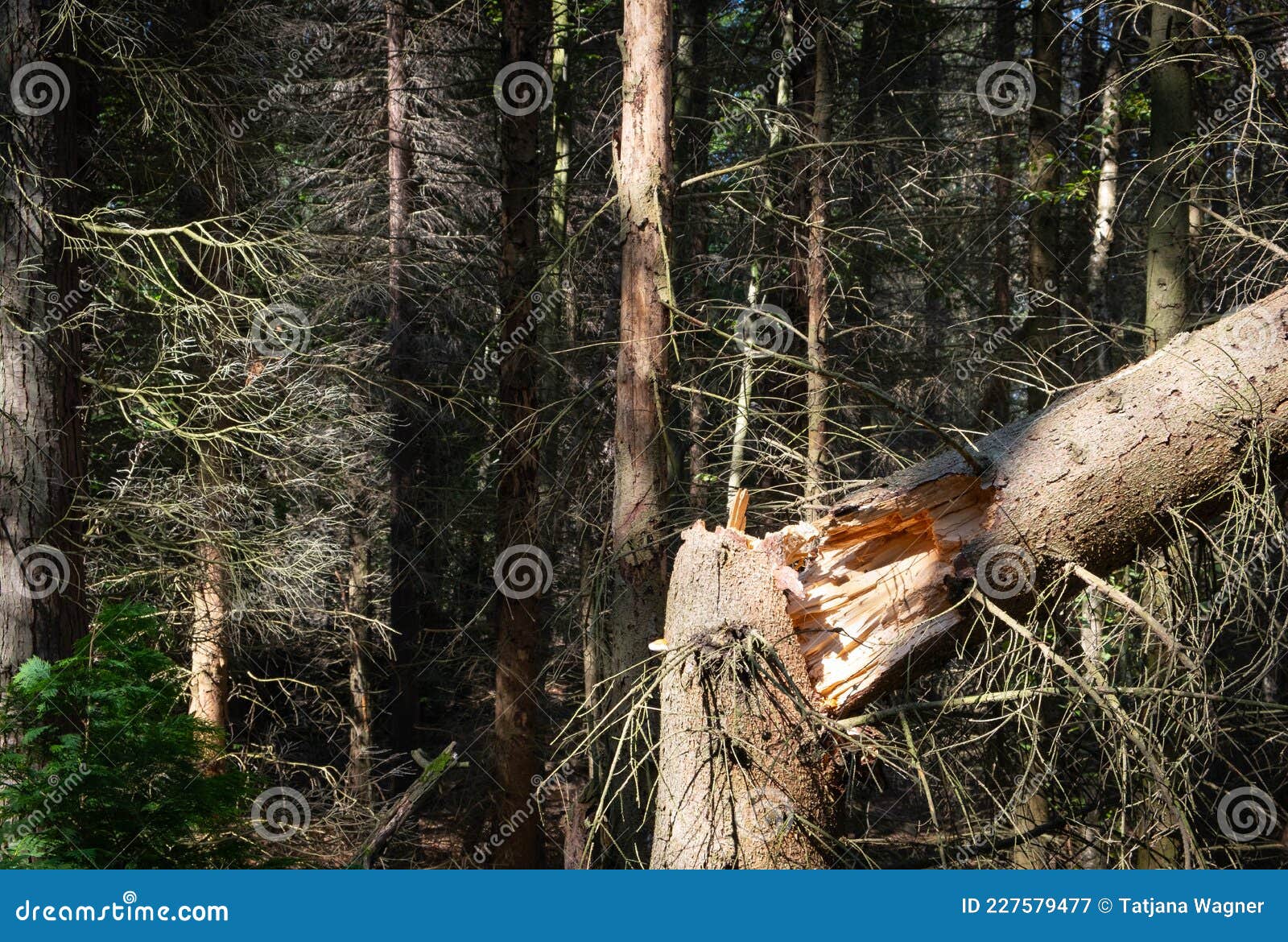 Trunk of an Old Tree, Broke, in the Forest Stock Image - Image of ...