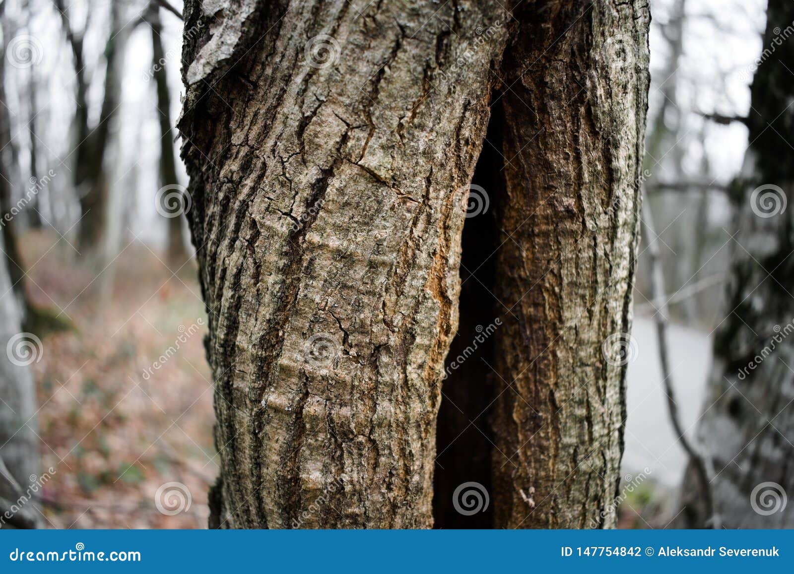 A Tree Trunk with a Deep Cleft. Stock Photo - Image of deep, trunk ...