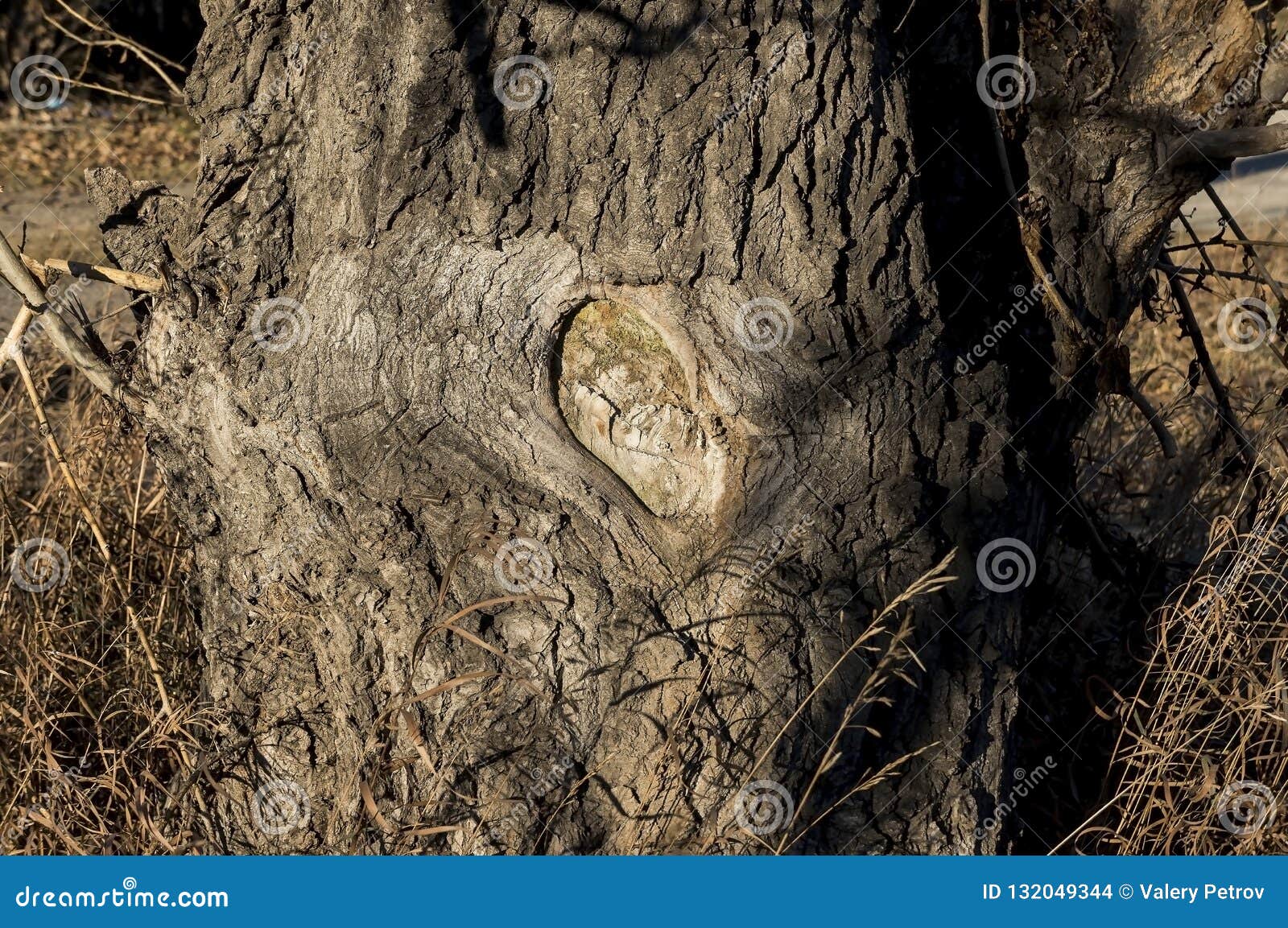 Trunk of an Old Tree in the Evening Sunlight Stock Photo - Image of ...