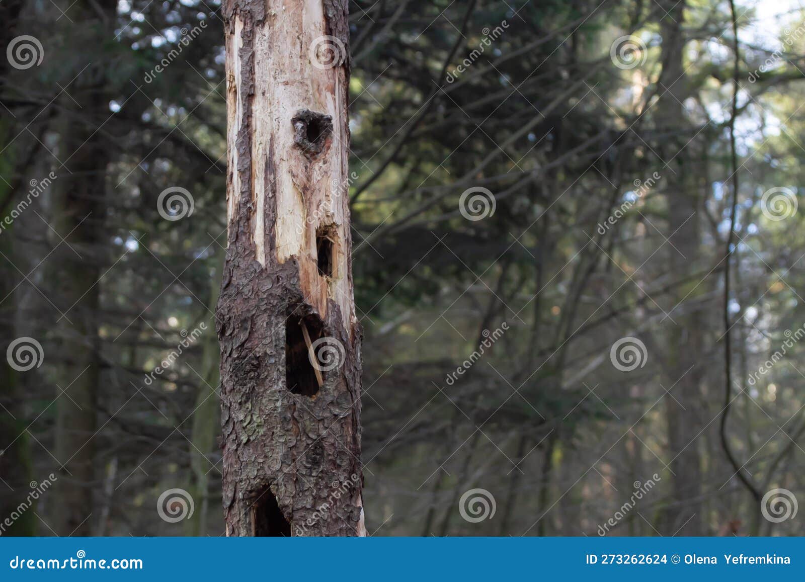 Trunk of an Old Tree with Holes from Pests Stock Photo - Image of ...