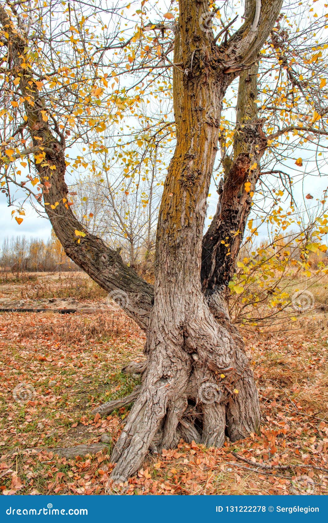 Trunk of an Old Tree Late Fall. Landscape Stock Photo - Image of ...