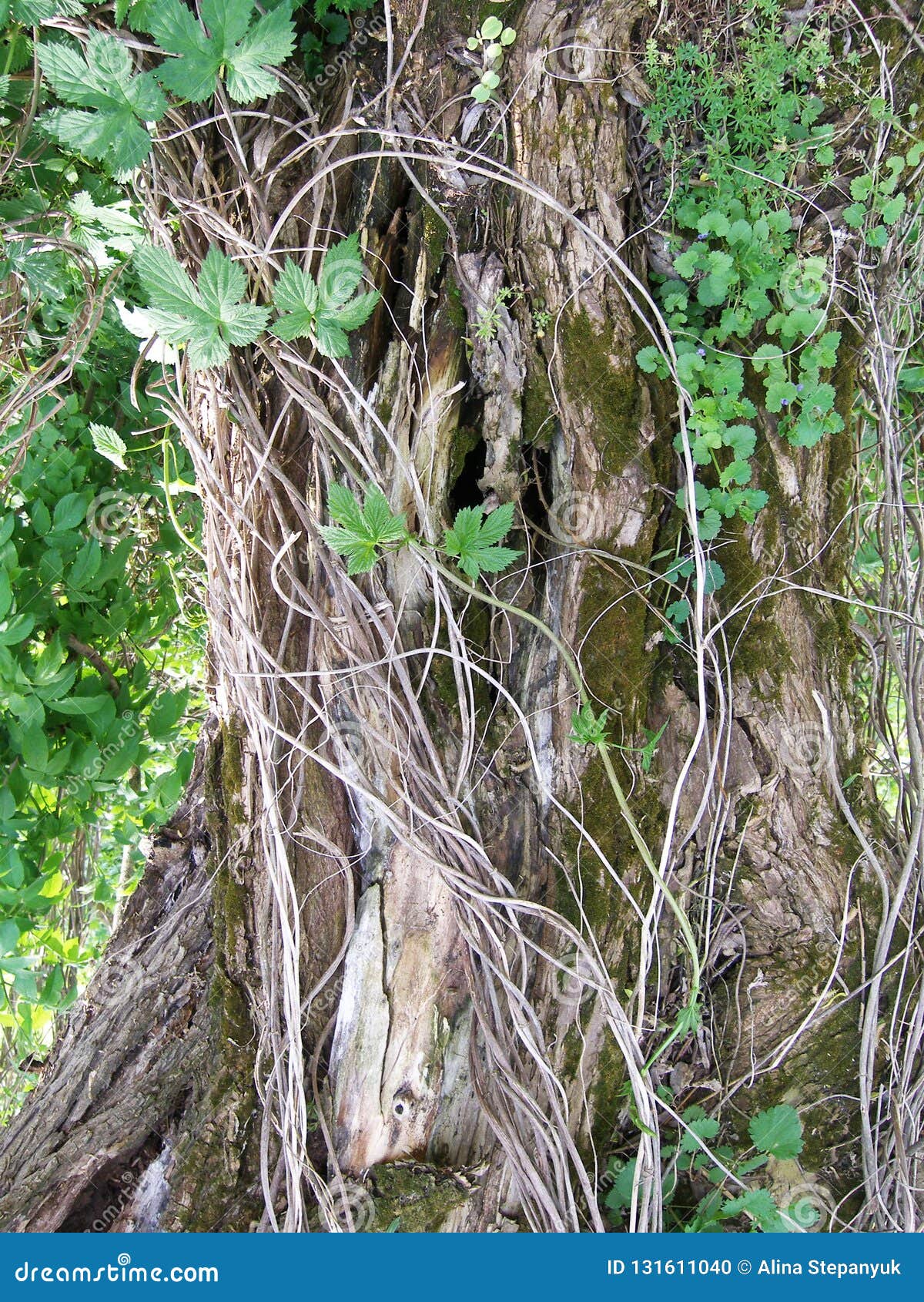 The Trunk of an Old Tree, Overgrown with Grass. Stock Photo - Image of ...
