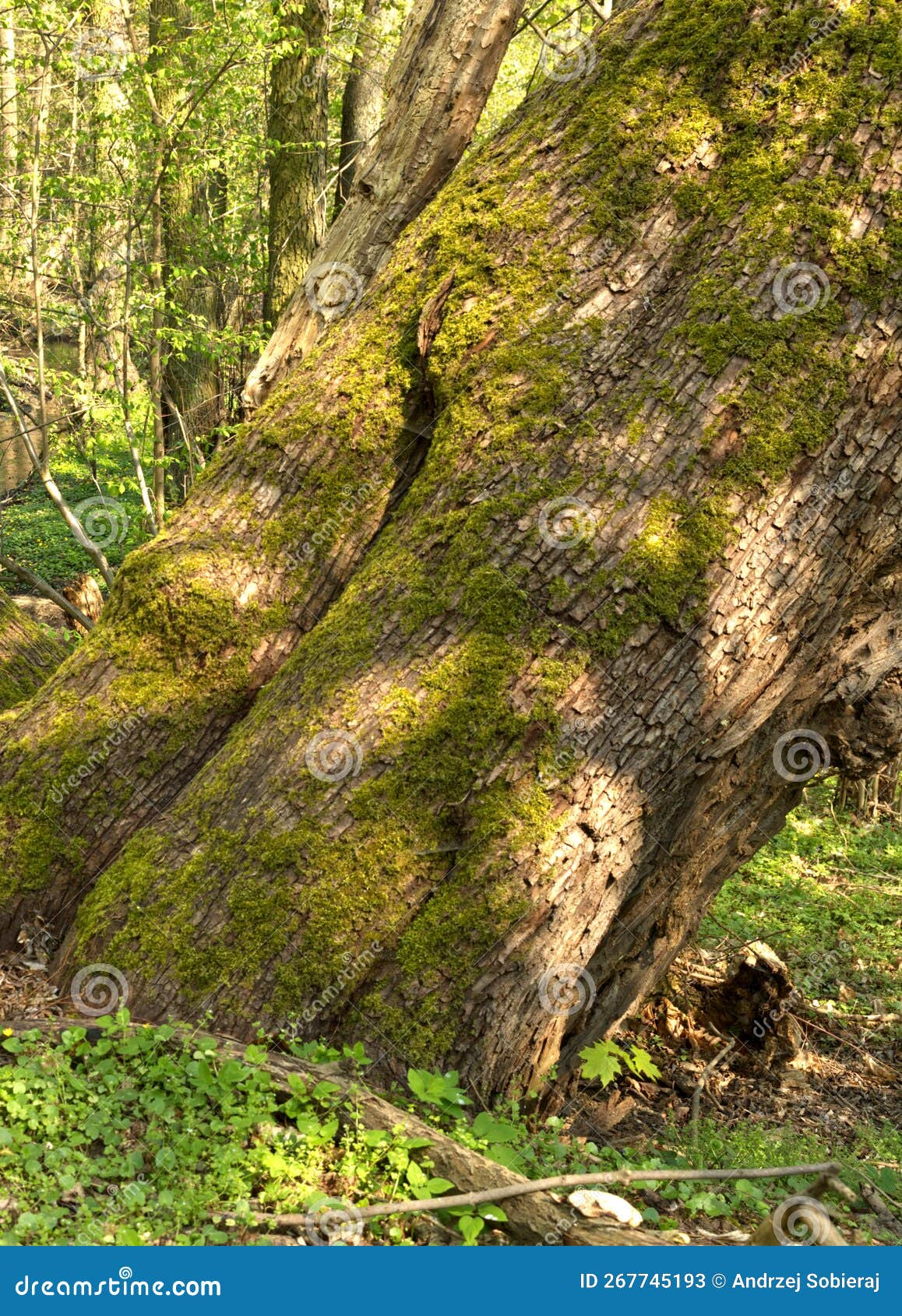The Trunk of an Old Tree Overgrown with Moss Stock Image - Image of ...