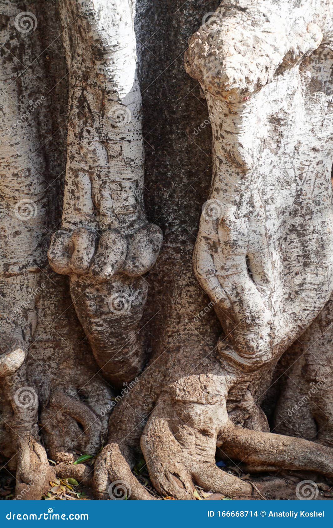 The Trunk of an Old Tree. the Pattern and Texture of the Plant Bark ...