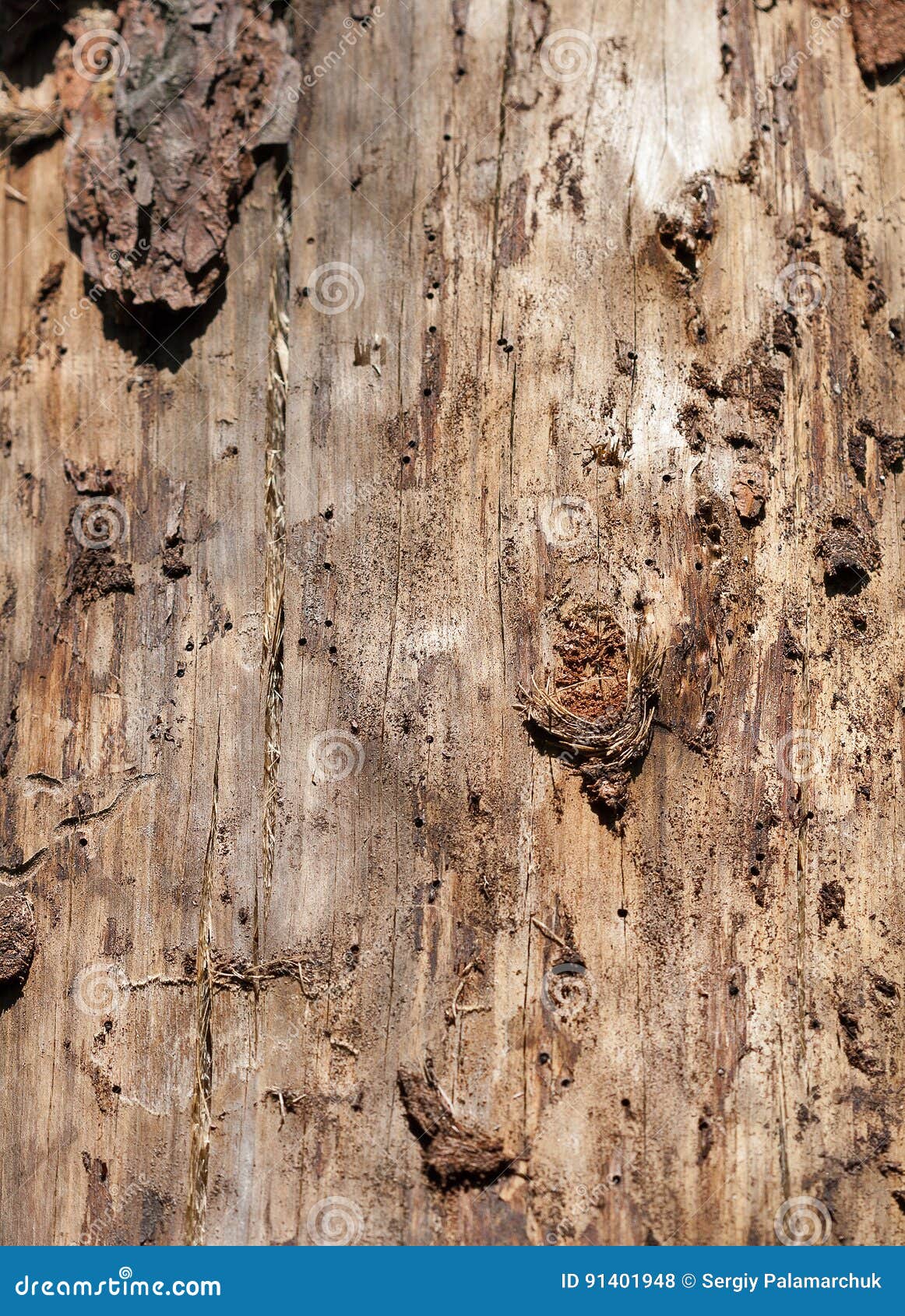 Trunk of an Old Tree with a Peeled Bark Closeup Stock Photo - Image of ...