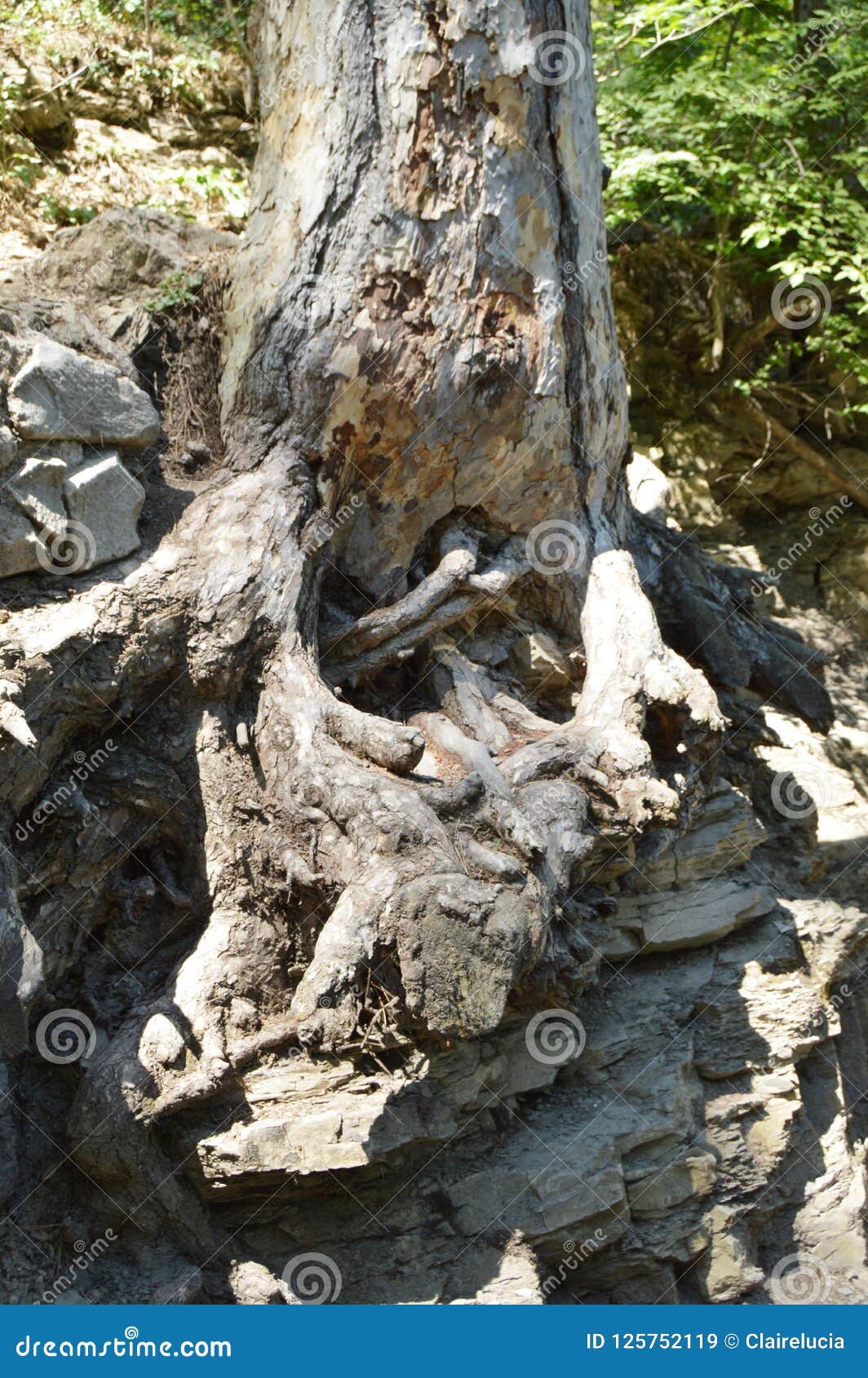 He Trunk of an Old Tree with Roots Sprouted in Stones Stock Image ...