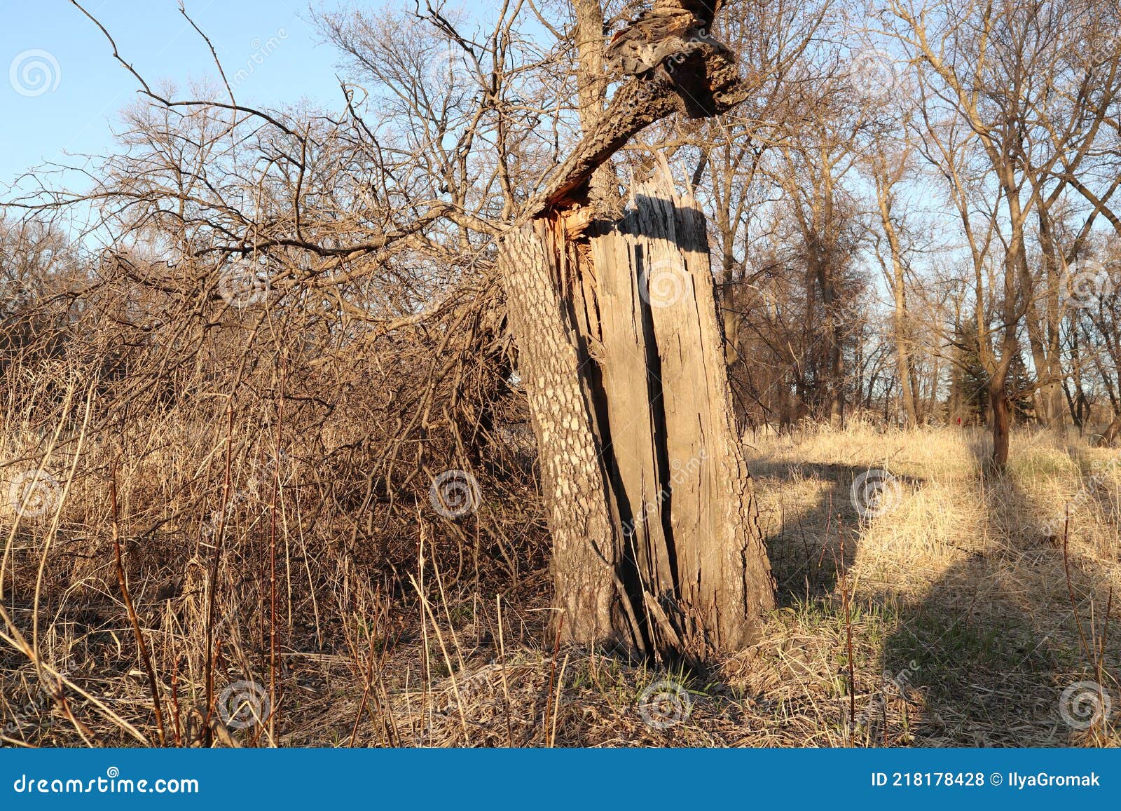 The Trunk of an Old Tree Sticking Out of the Ground Stock Photo - Image ...