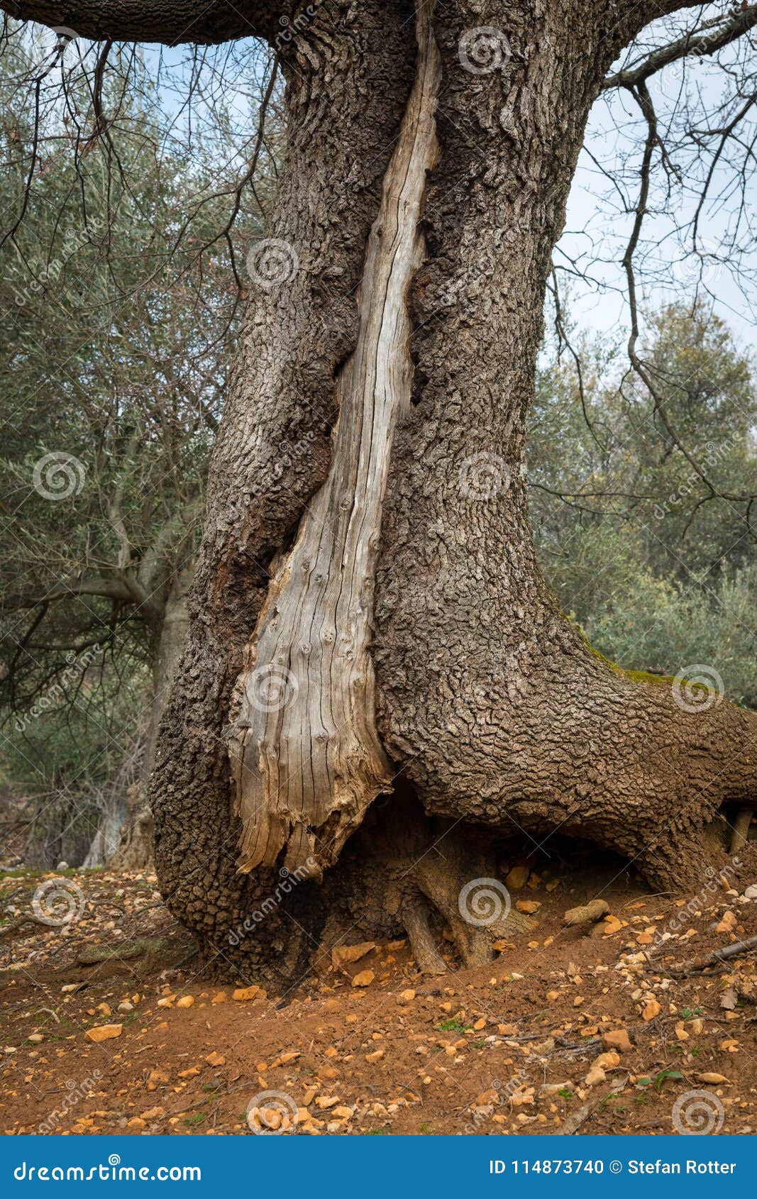 The Trunk of an Old Tree Struck by Lightning Stock Photo - Image of ...