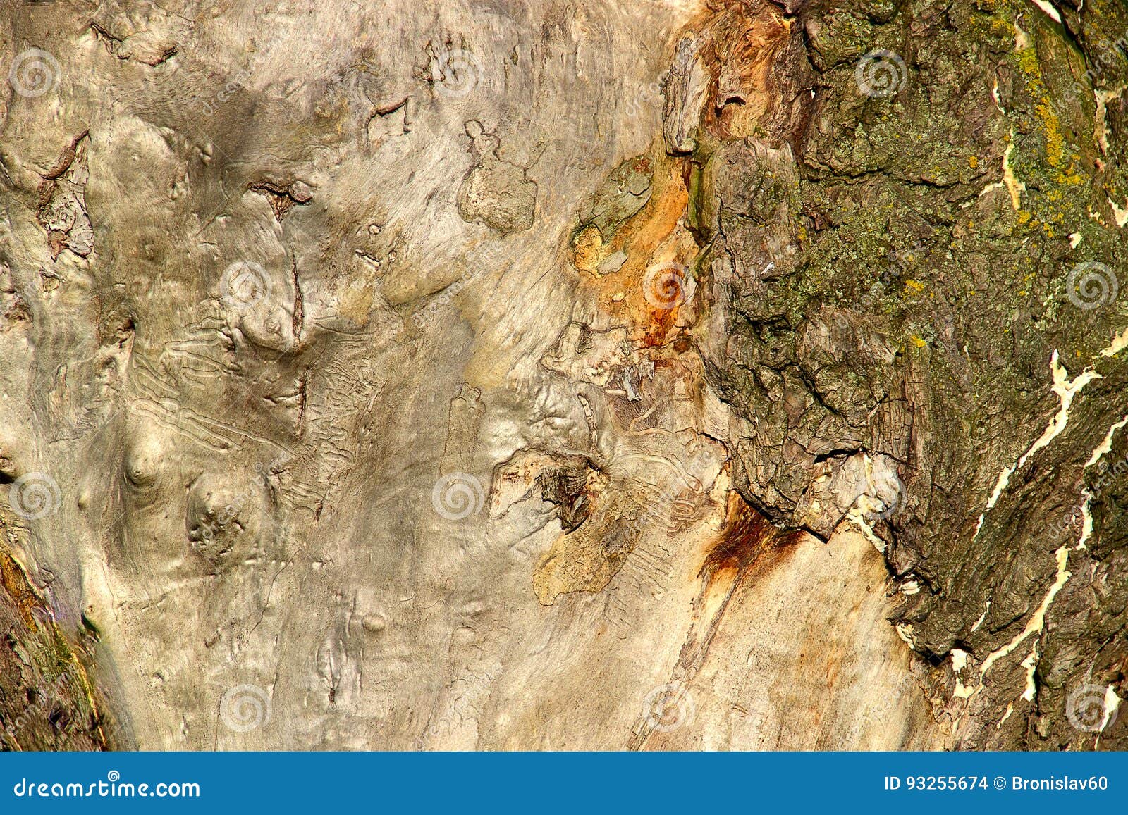 Trunk of an old tree. stock photo. Image of background - 93255674