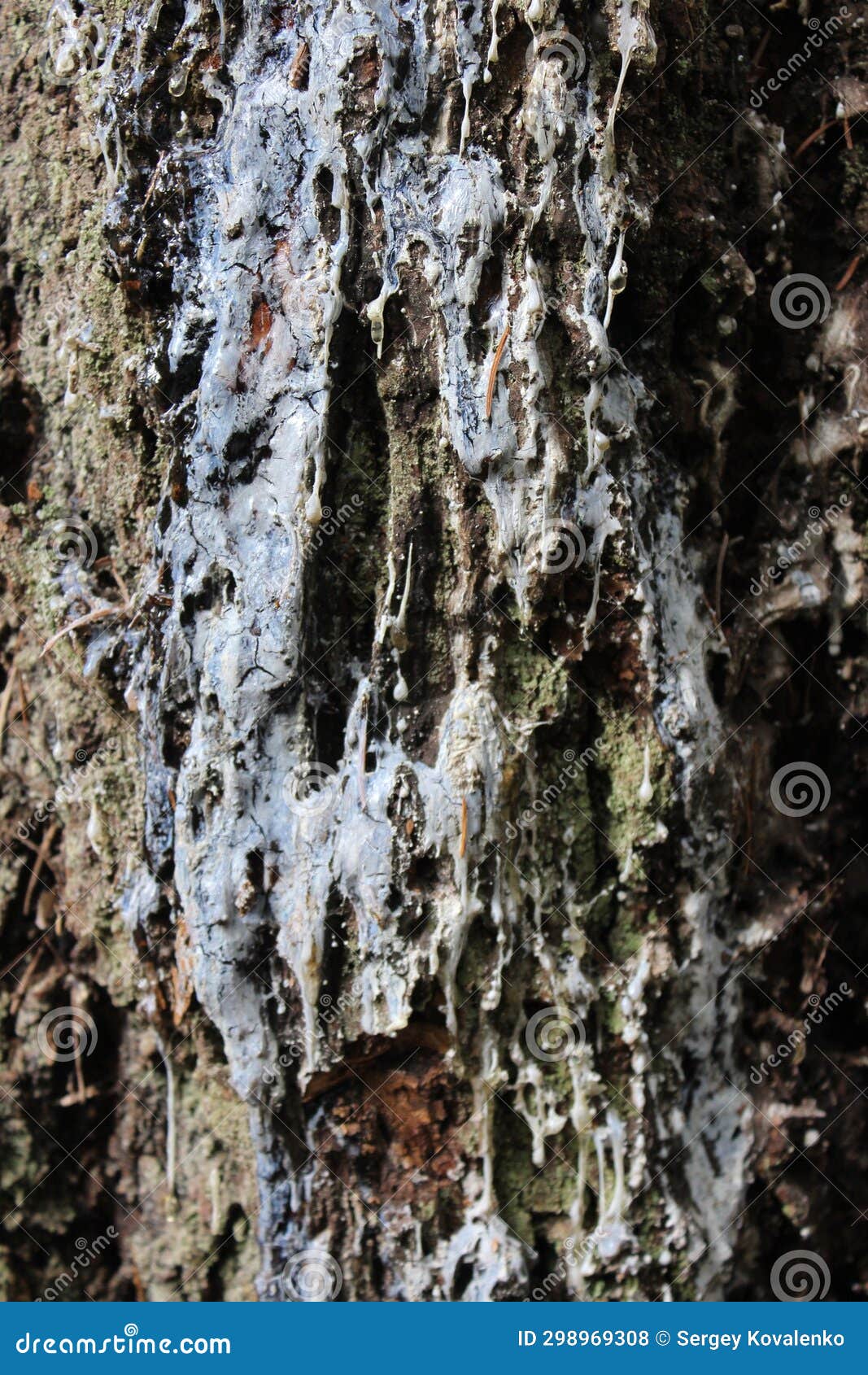 White Resin on the Tree Trunk. Macro. Vancouver. Canada. Stock Photo ...