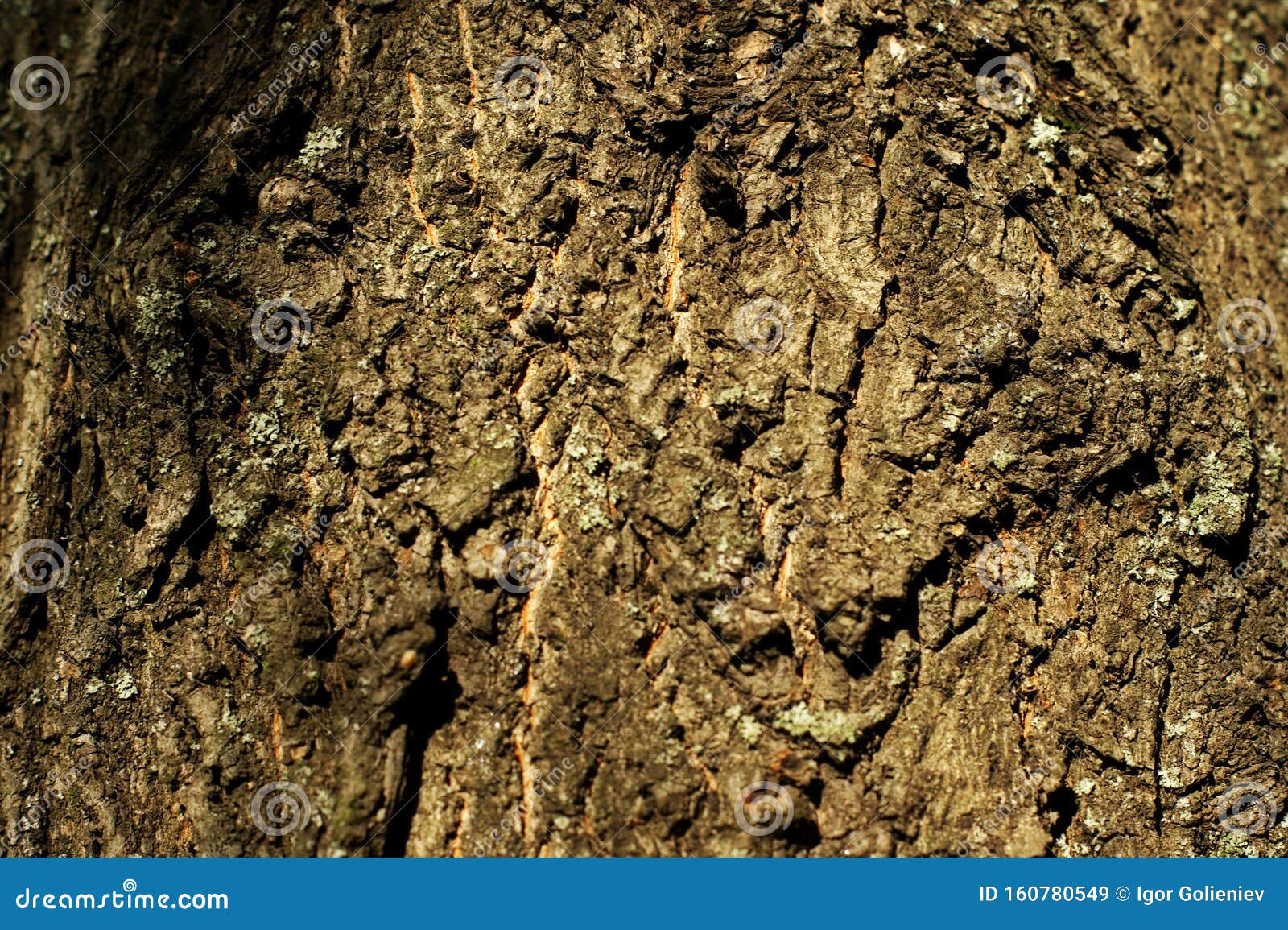 Trunk of an Old Tree with Very Interesting Structure Stock Image ...