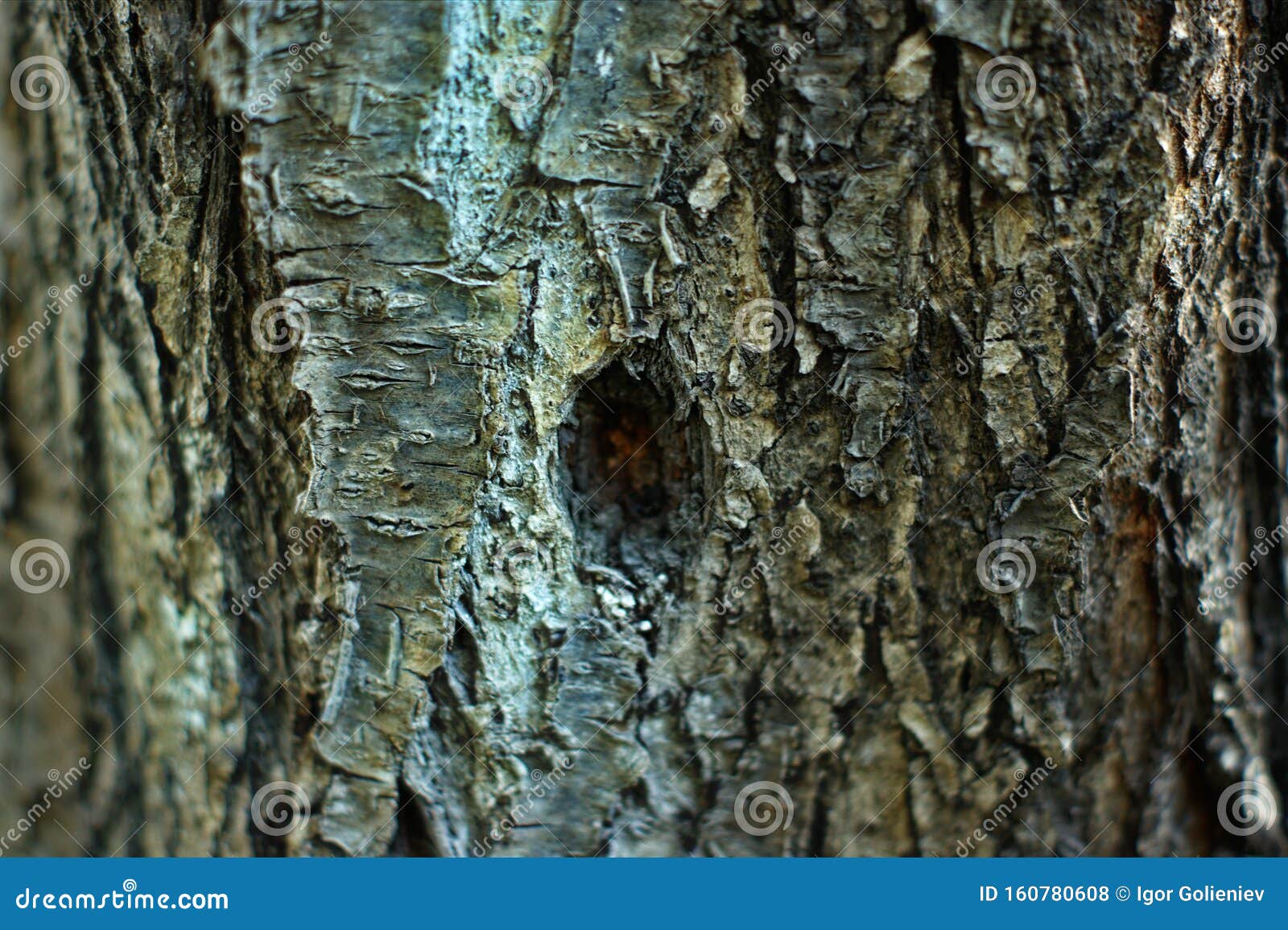 Trunk of an Old Tree with Very Interesting Structure Stock Photo ...