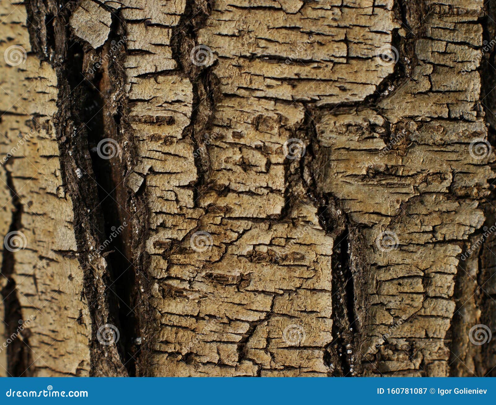 Trunk of an Old Tree with Very Interesting Structure Stock Image ...