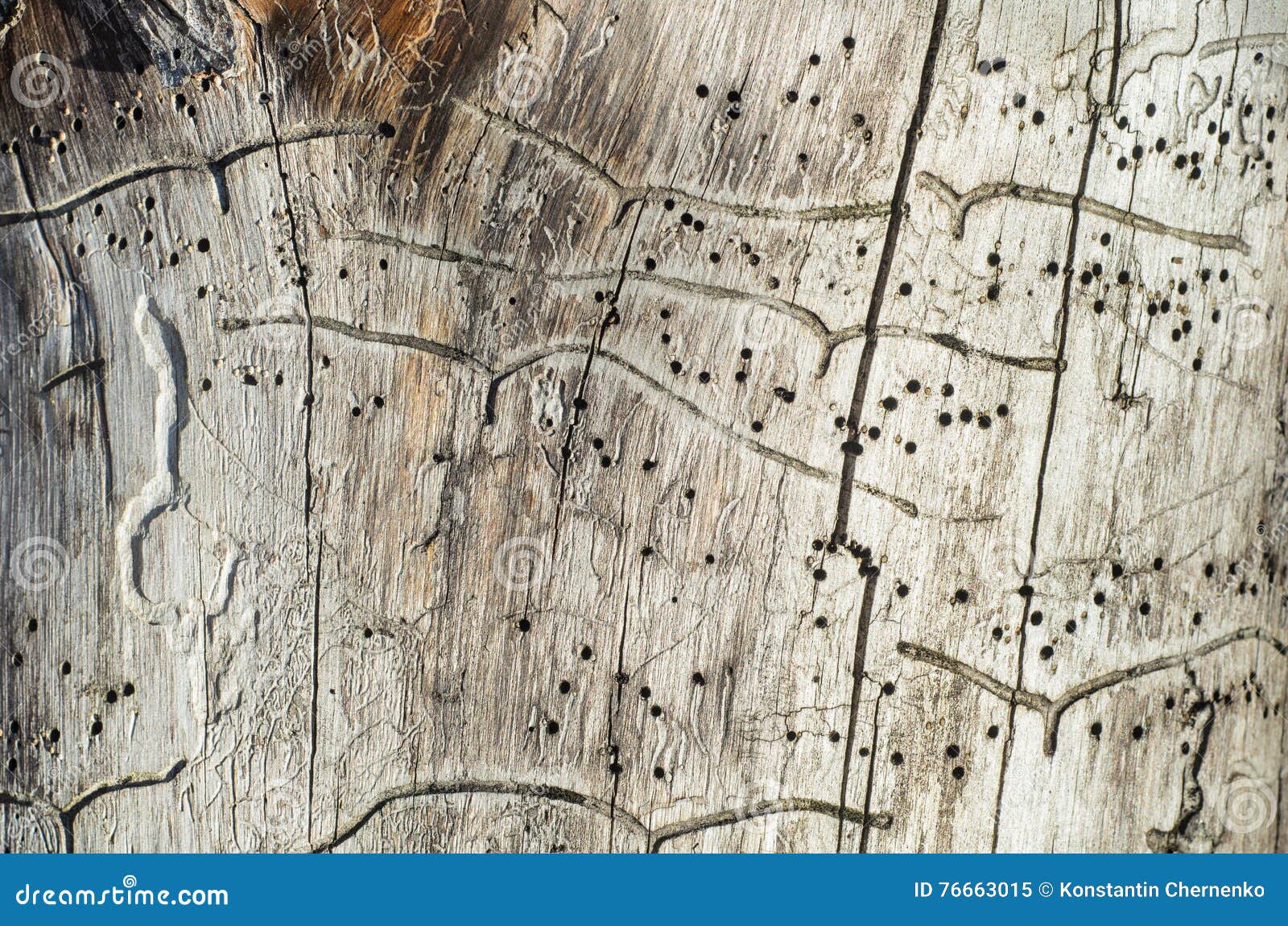 The Trunk of an Old Tree Withered. Stock Image - Image of macro, lumber ...