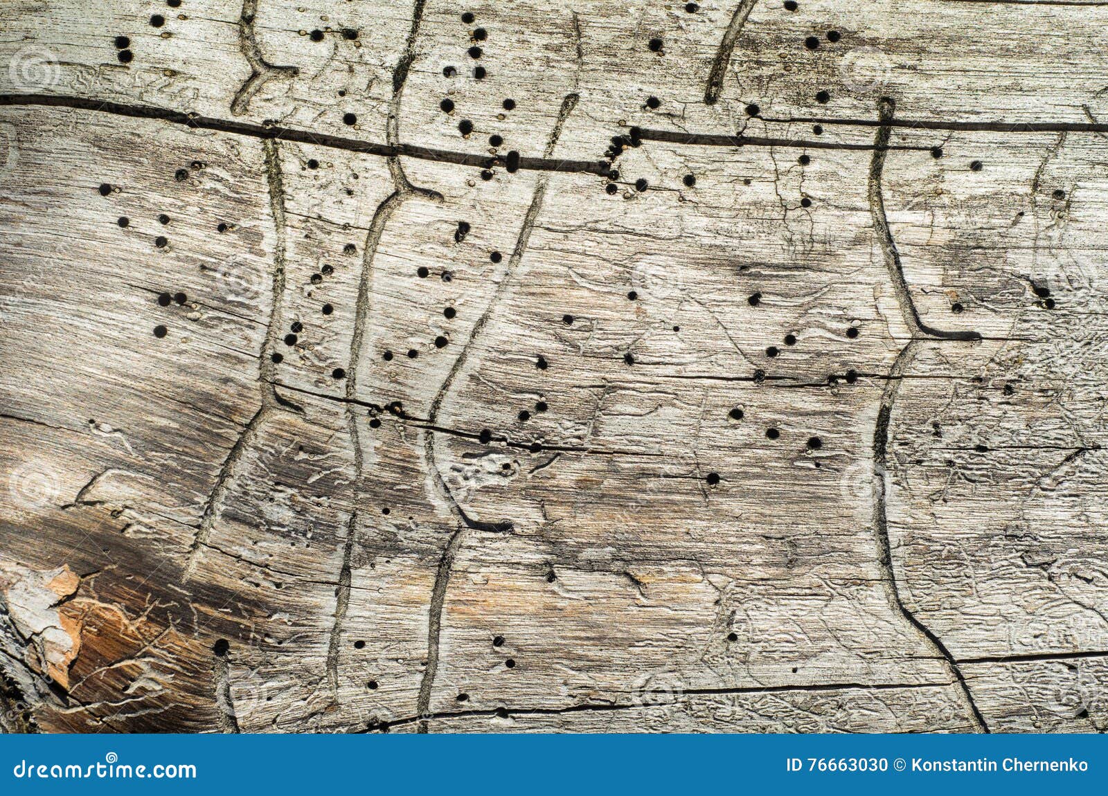 The Trunk of an Old Tree Withered. Stock Photo - Image of cross ...