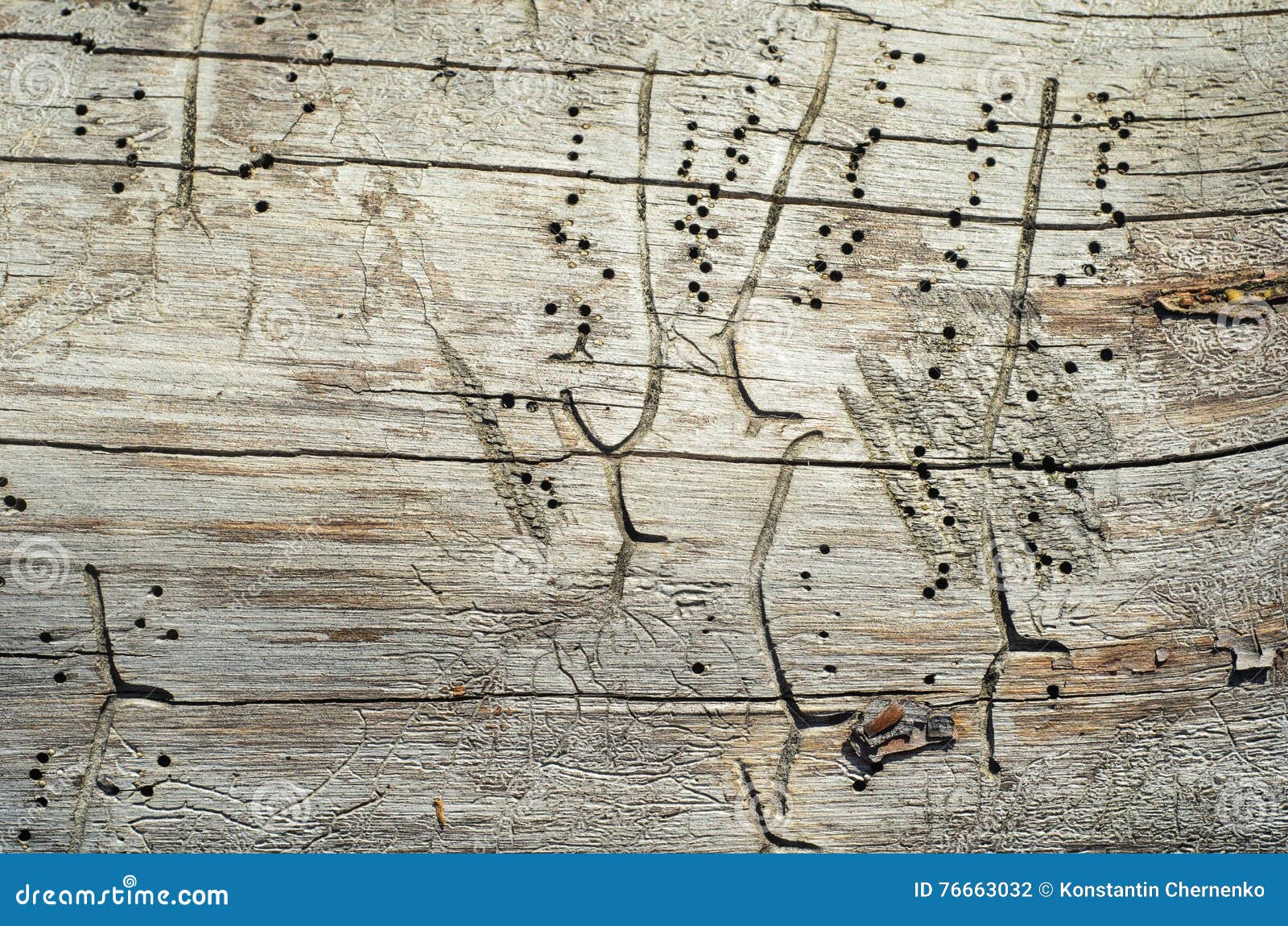 The Trunk of an Old Tree Withered. Stock Photo - Image of pine ...