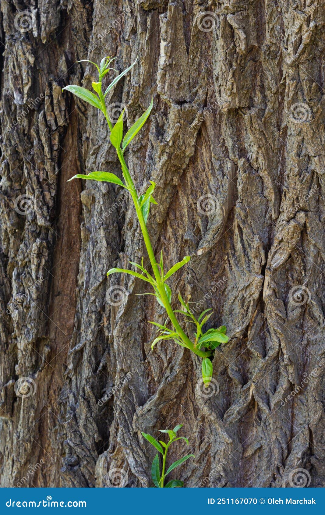 The Trunk of an Old Willow Tree with Young Shoots on the Sides, Close ...