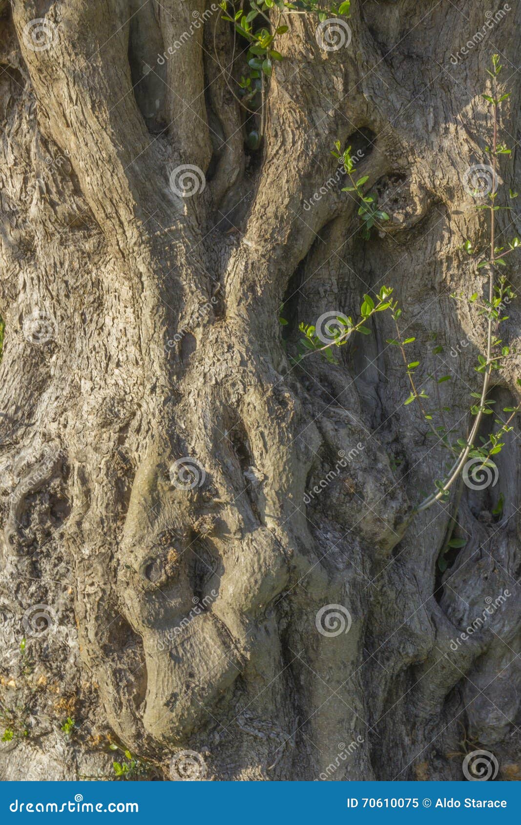 Trunk of the olive tree stock image. Image of outdoor - 70610075
