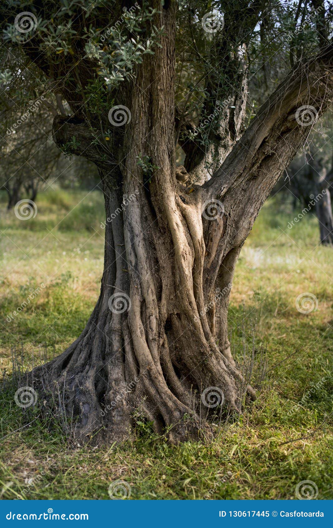 Trunk of an Olive Tree in the Field. Stock Image - Image of countryside ...