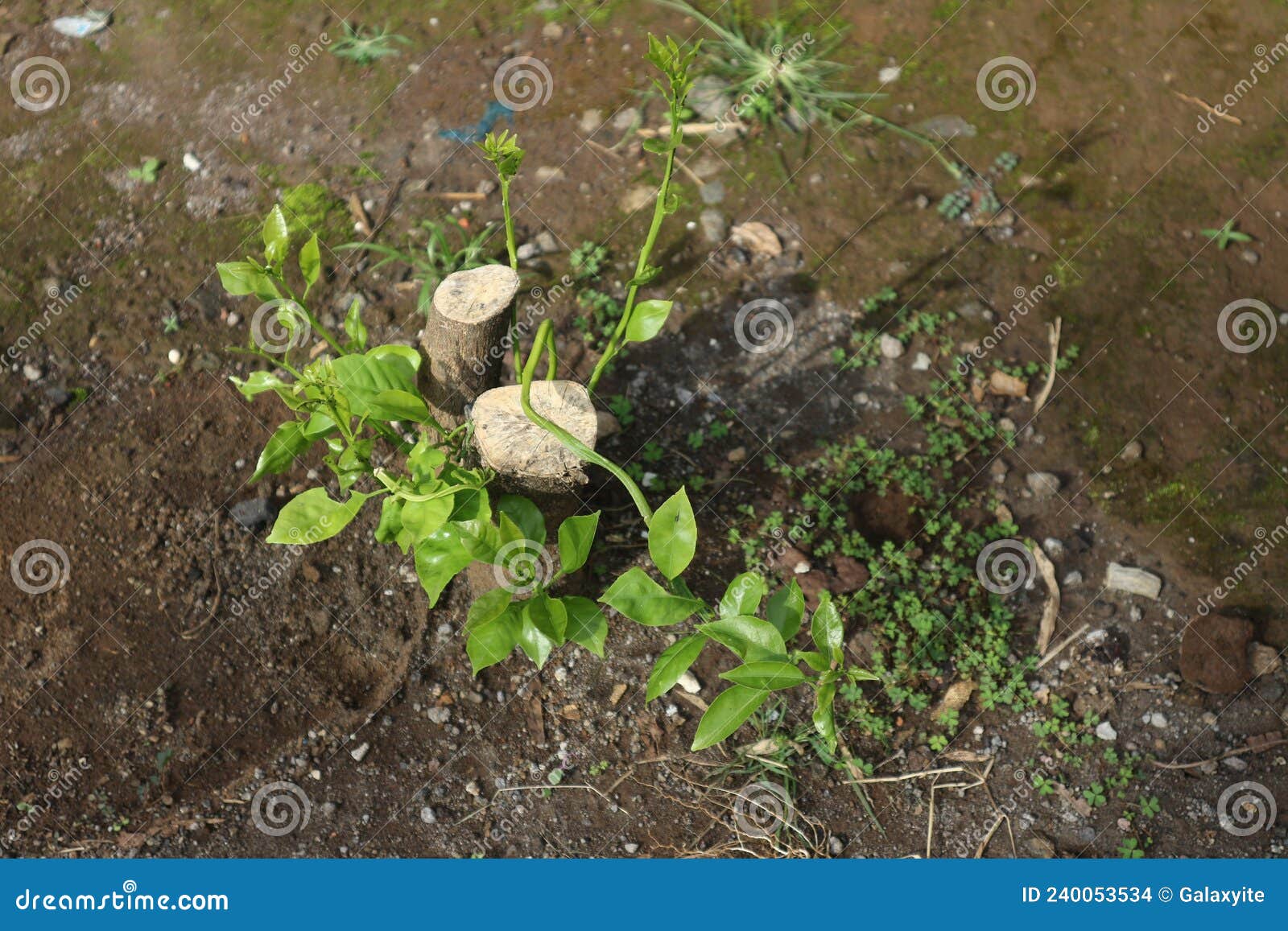 The Trunk of the Orange Tree is Cut Down, only Part of it is Left and ...