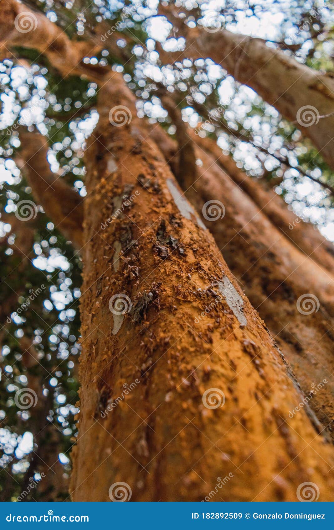 Trunk of an orange tree stock image. Image of leaf, bole - 182892509