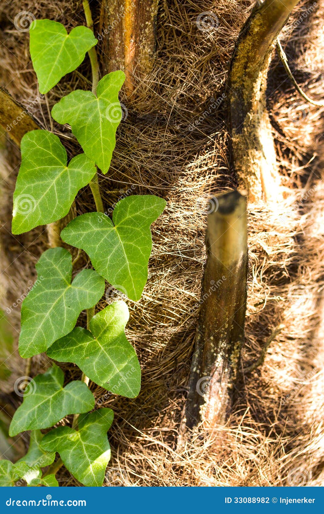 Trunk of the palm and ivy stock photo. Image of leaf - 33088982