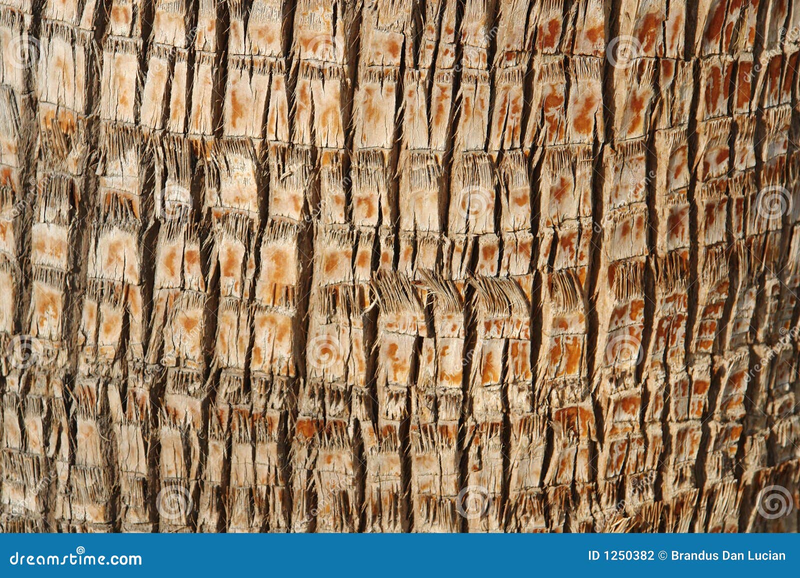 Trunk of a palm tree stock photo. Image of leaves, cracks - 1250382