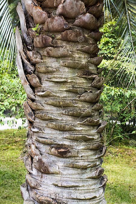 Trunk of a palm tree stock photo. Image of diagonal - 127684484