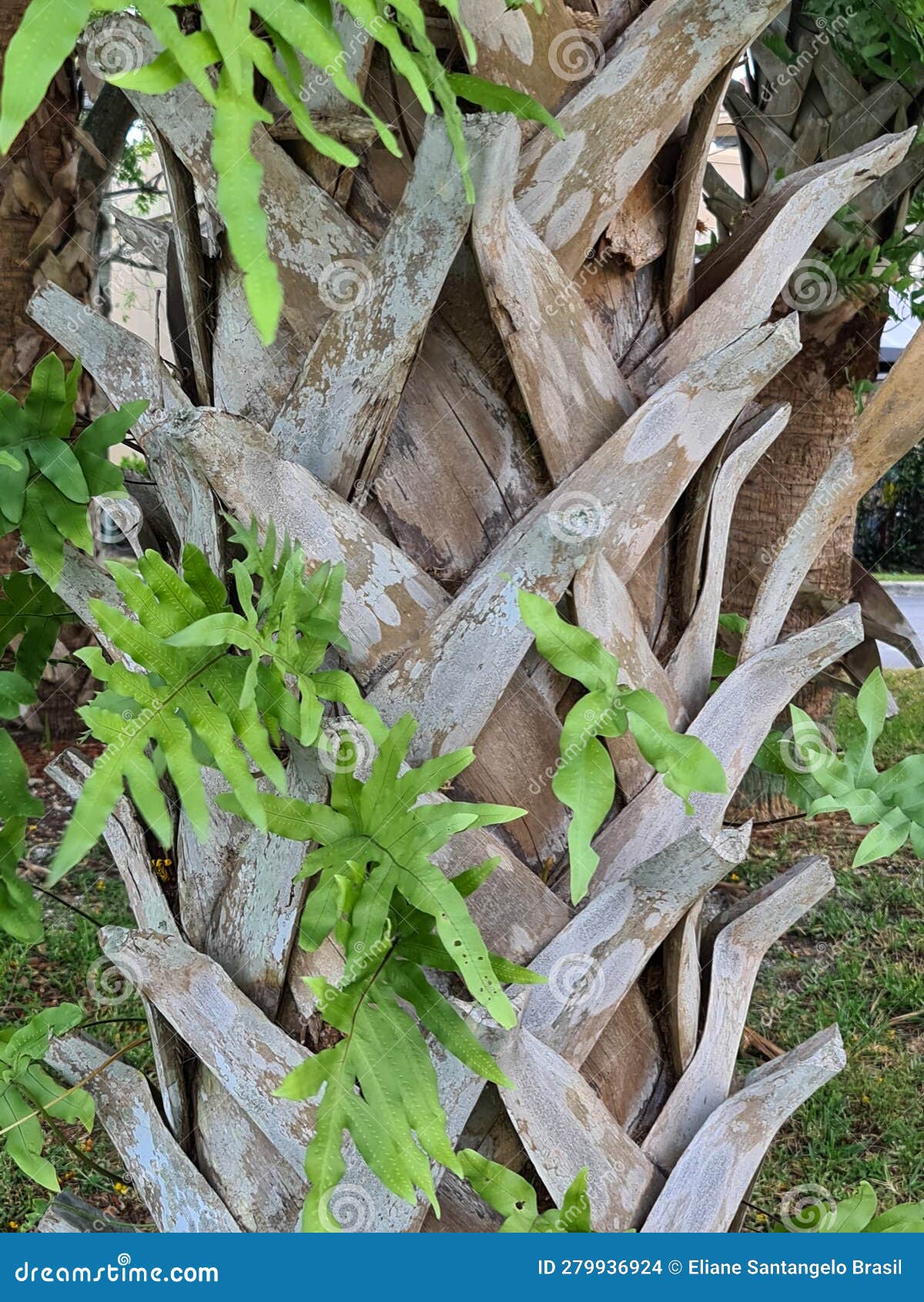 Trunk of a palm tree. stock photo. Image of produce - 279936924