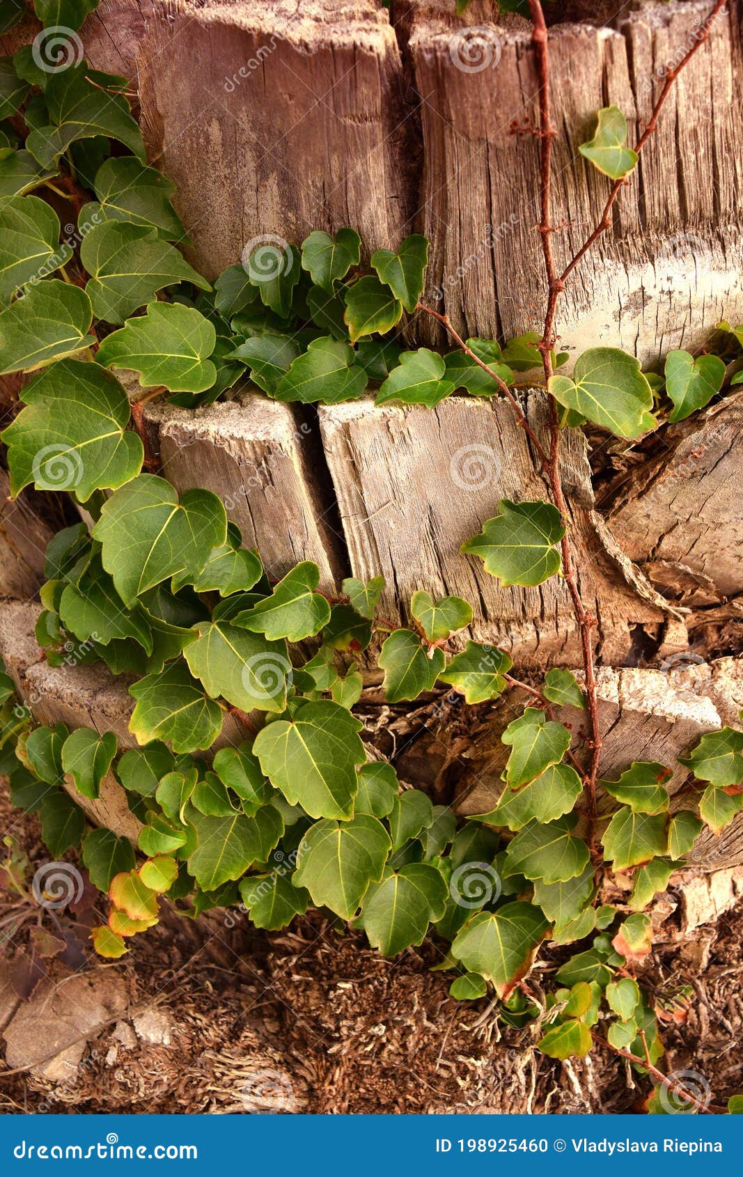 Trunk of a Palm Tree with Ivy Shoots Stock Photo - Image of flora ...