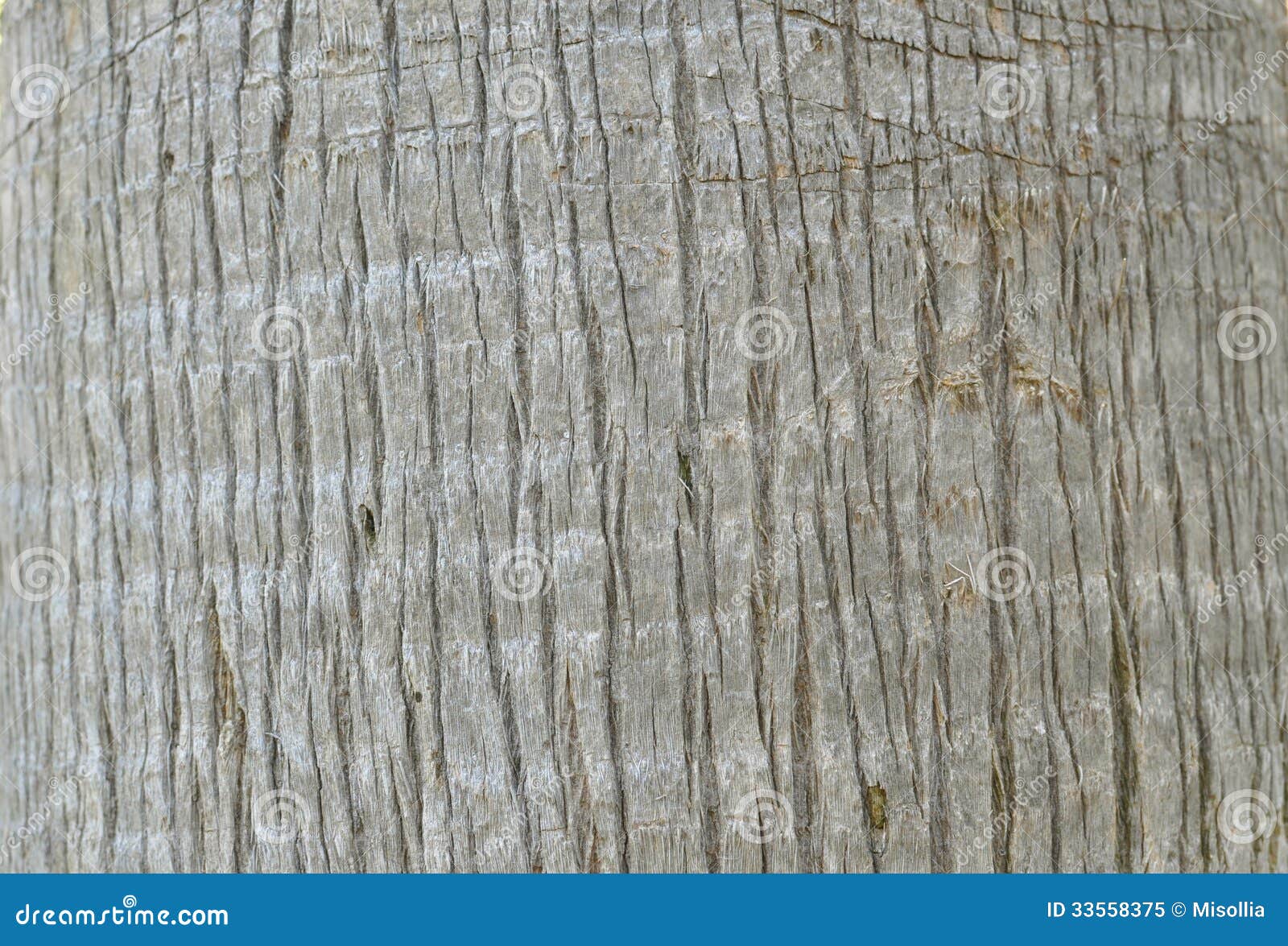 Trunk of a palm tree stock image. Image of bark, tree - 33558375