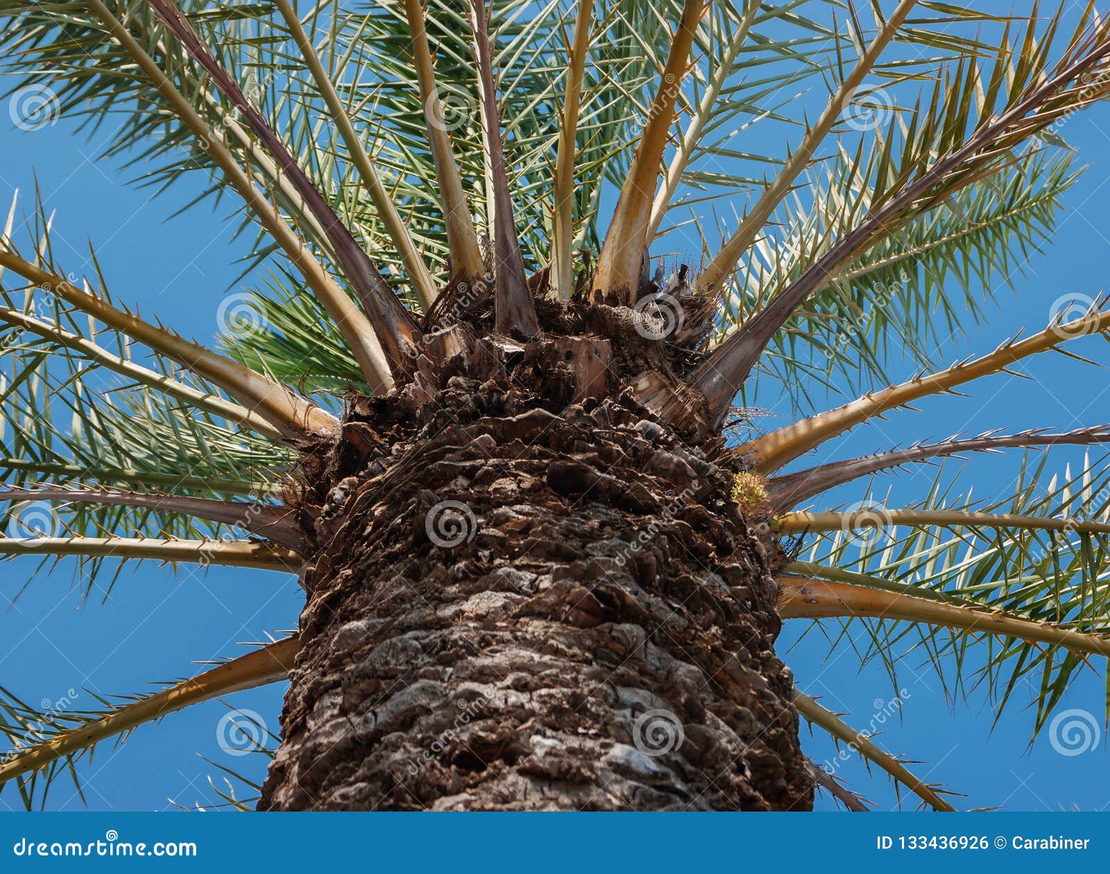 The trunk of palm trees stock photo. Image of plant - 133436926