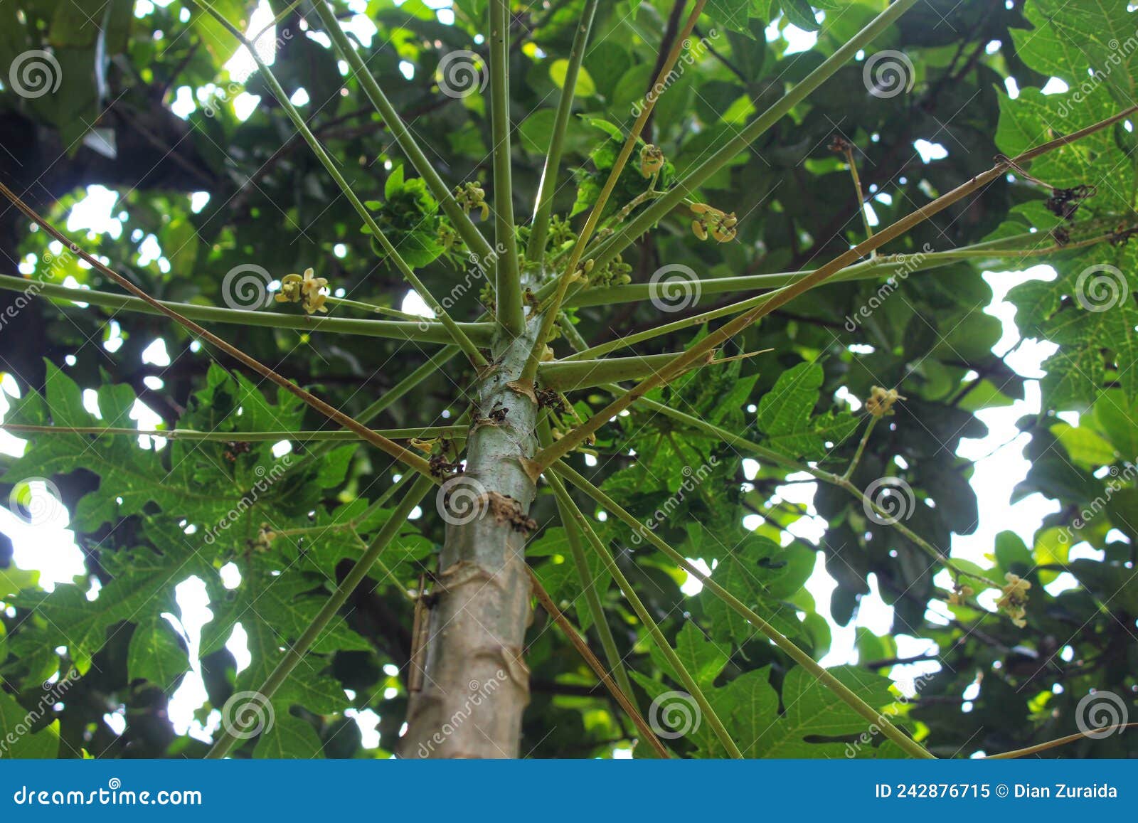 Trunk of papaya tree stock image. Image of fruit, leaf - 242876715
